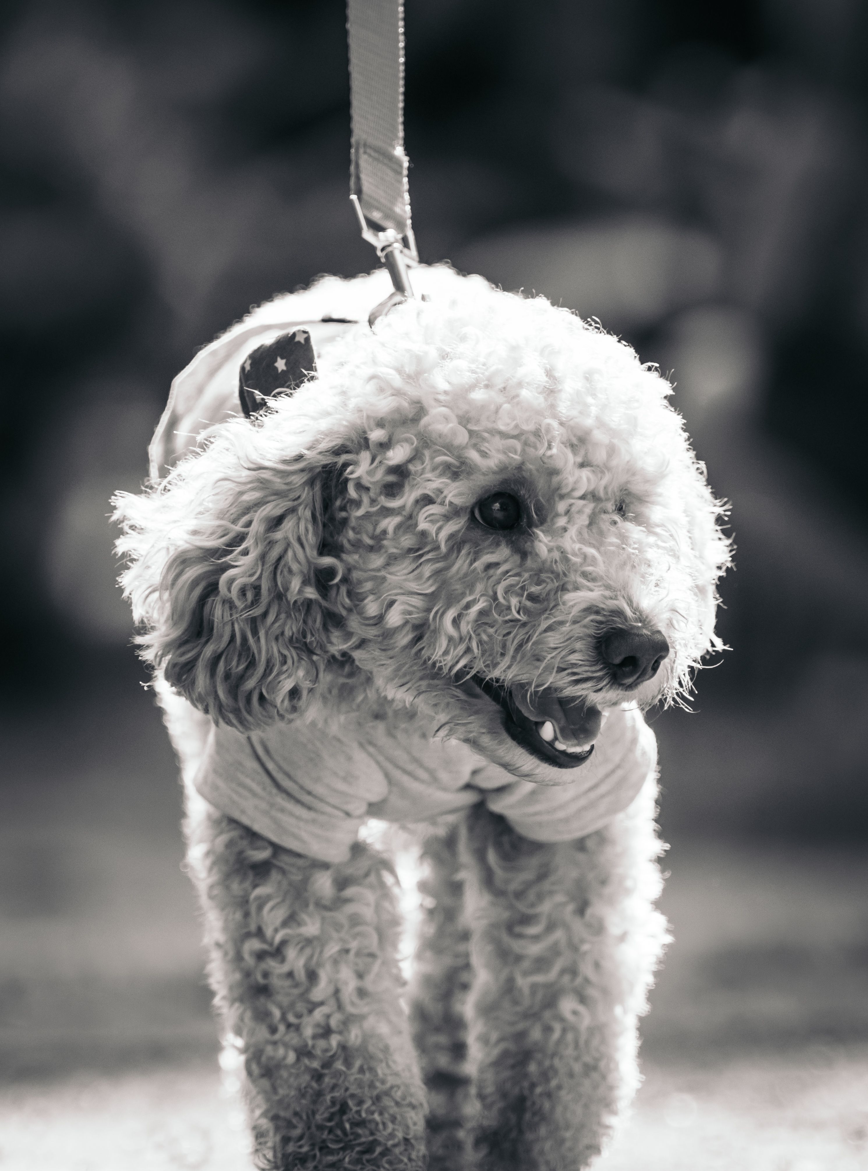 Toy Poodle on Leash · Free Stock Photo