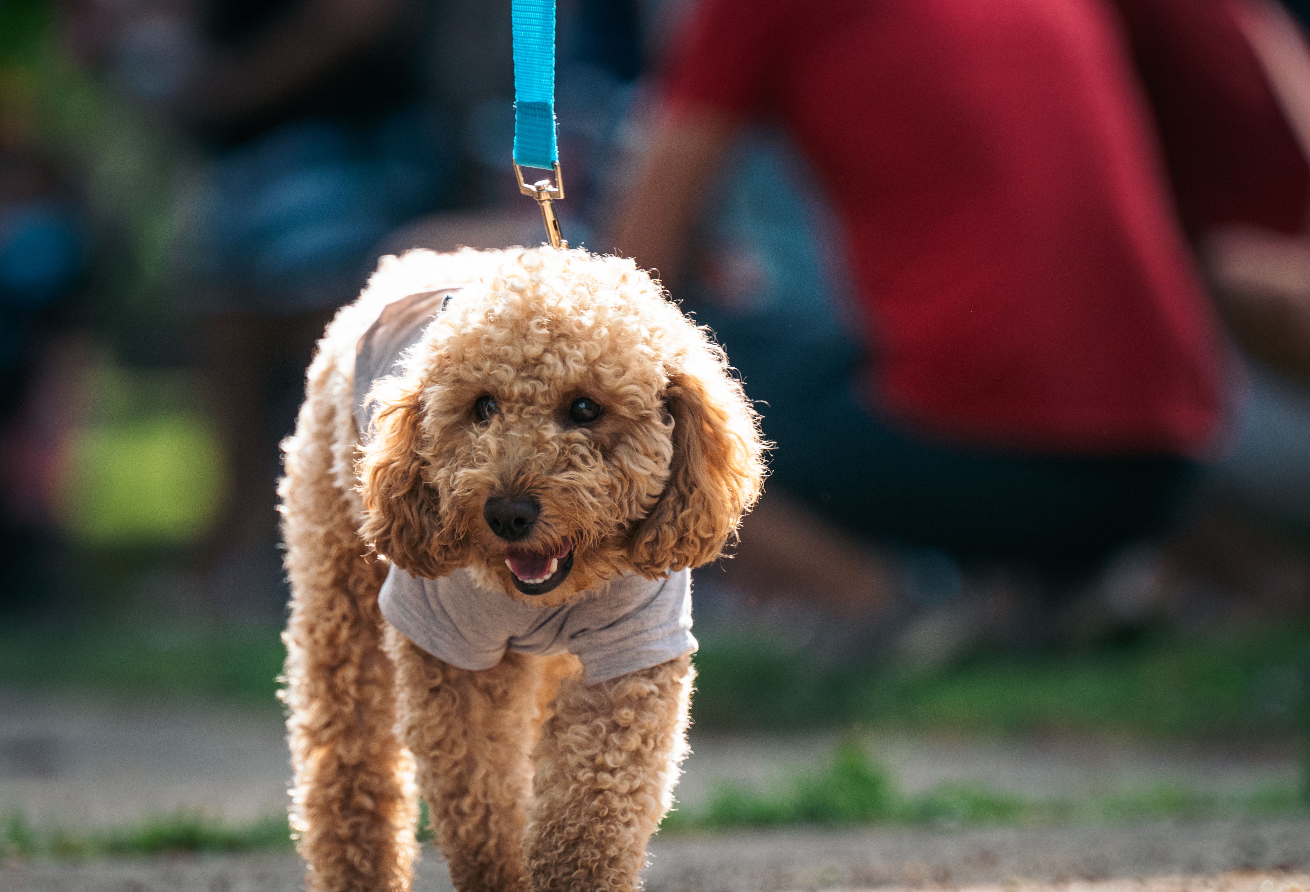 Close-up of a Poodle on a Leash · Free Stock Photo