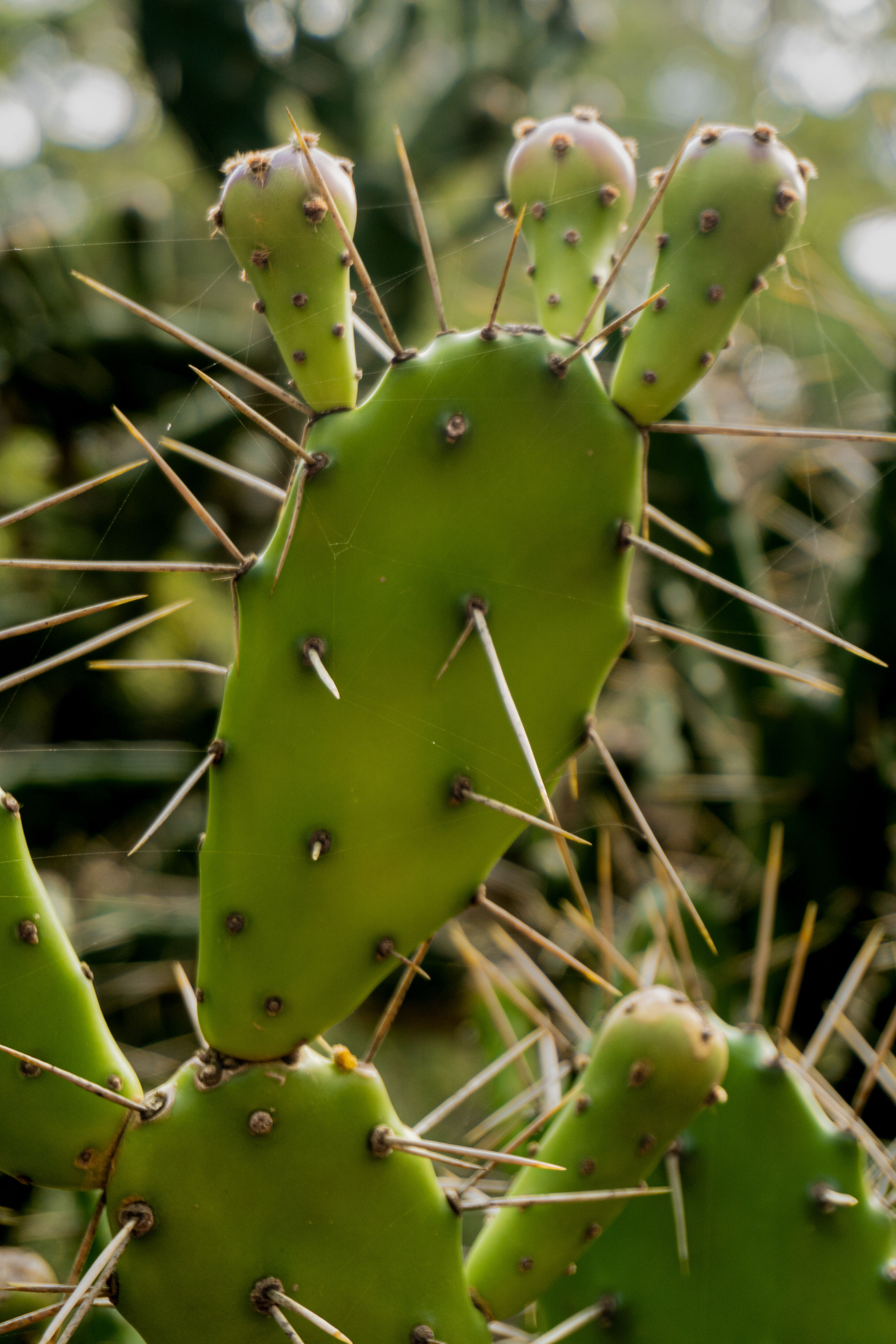 Spikes of Cactus · Free Stock Photo