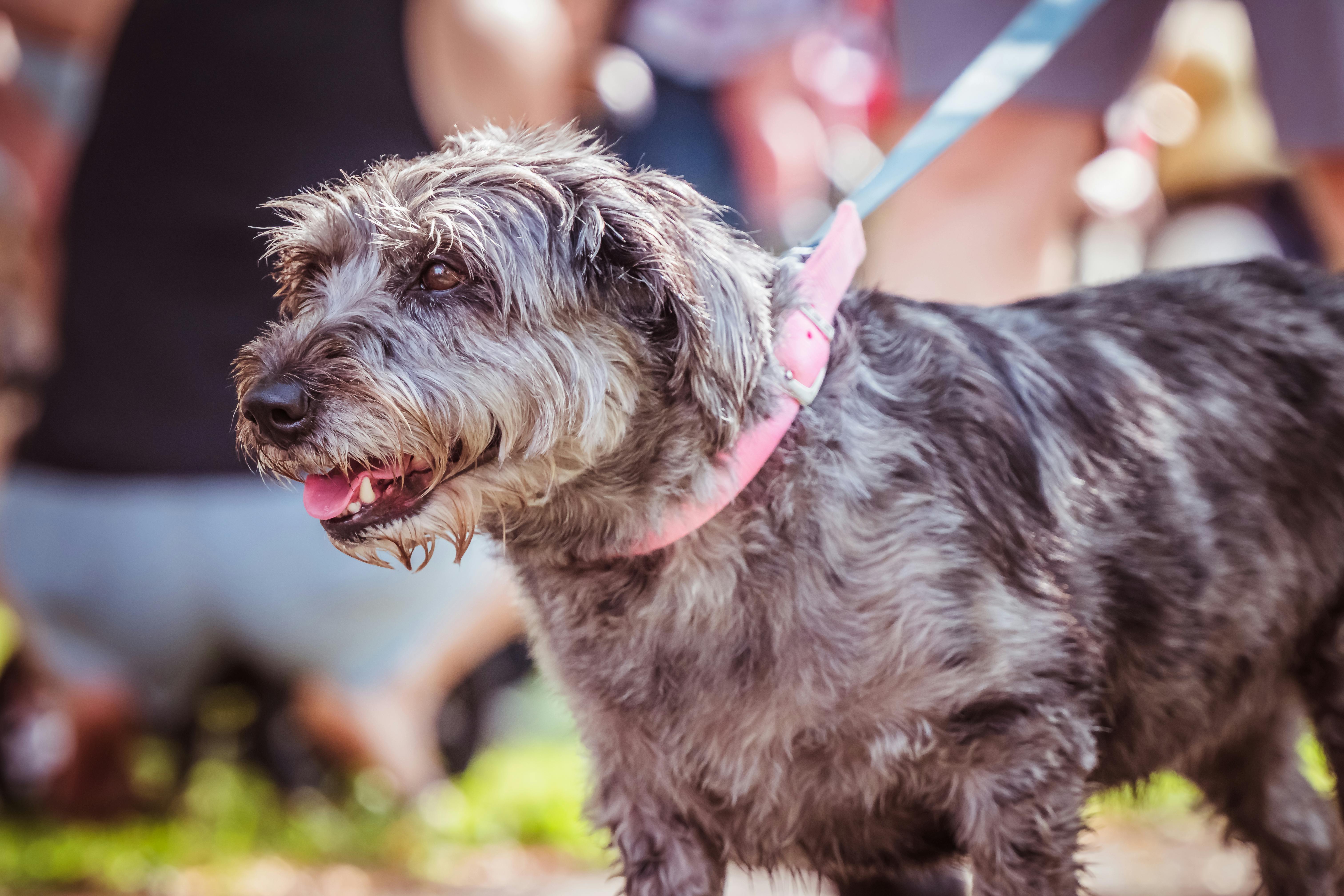 Close-up of a Dog on a Leash · Free Stock Photo
