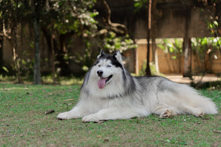 Everything You Need to Know About Fluffy Husky Dogs