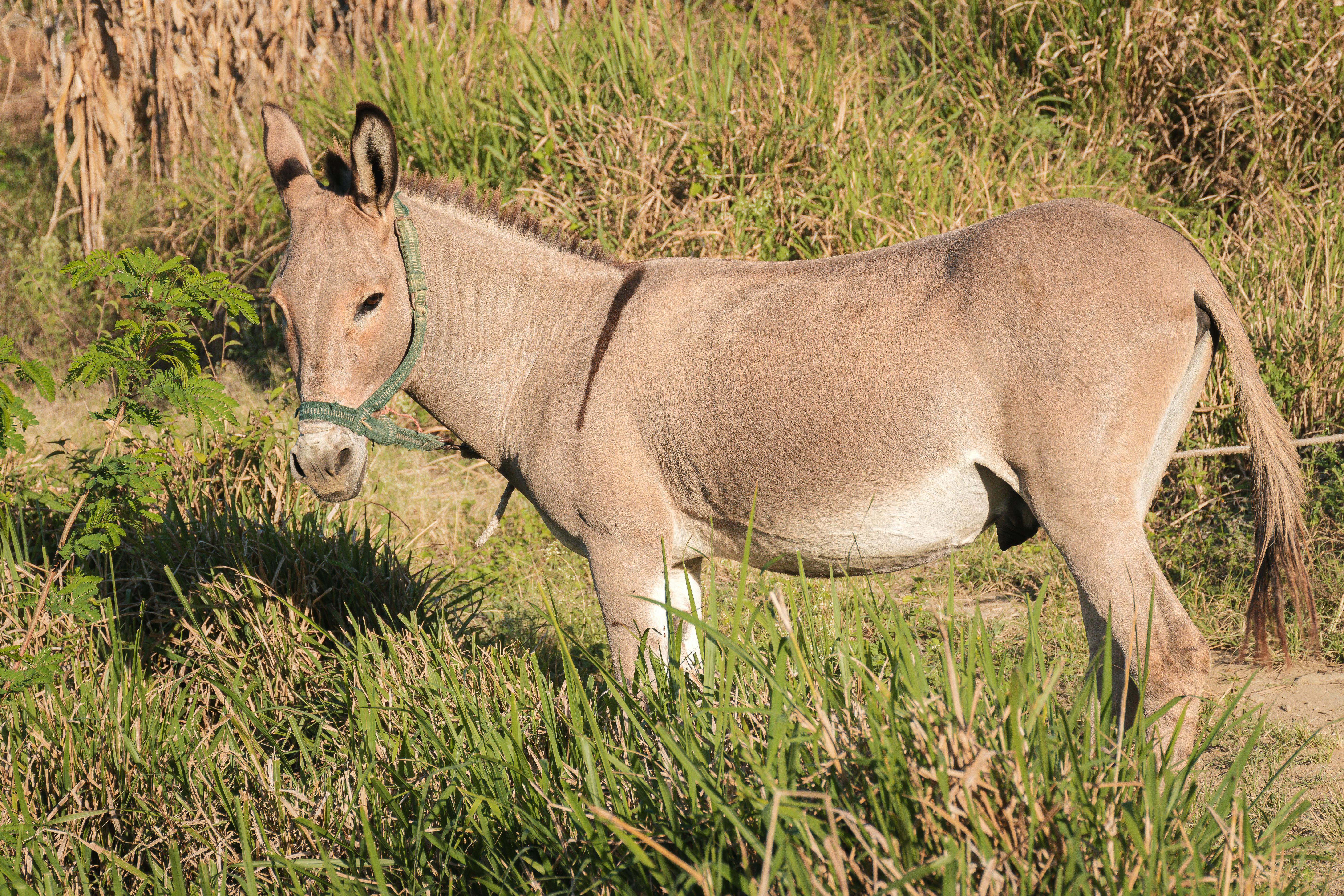 Photo of a Mule Standing on a Grass Field · Free Stock Photo
