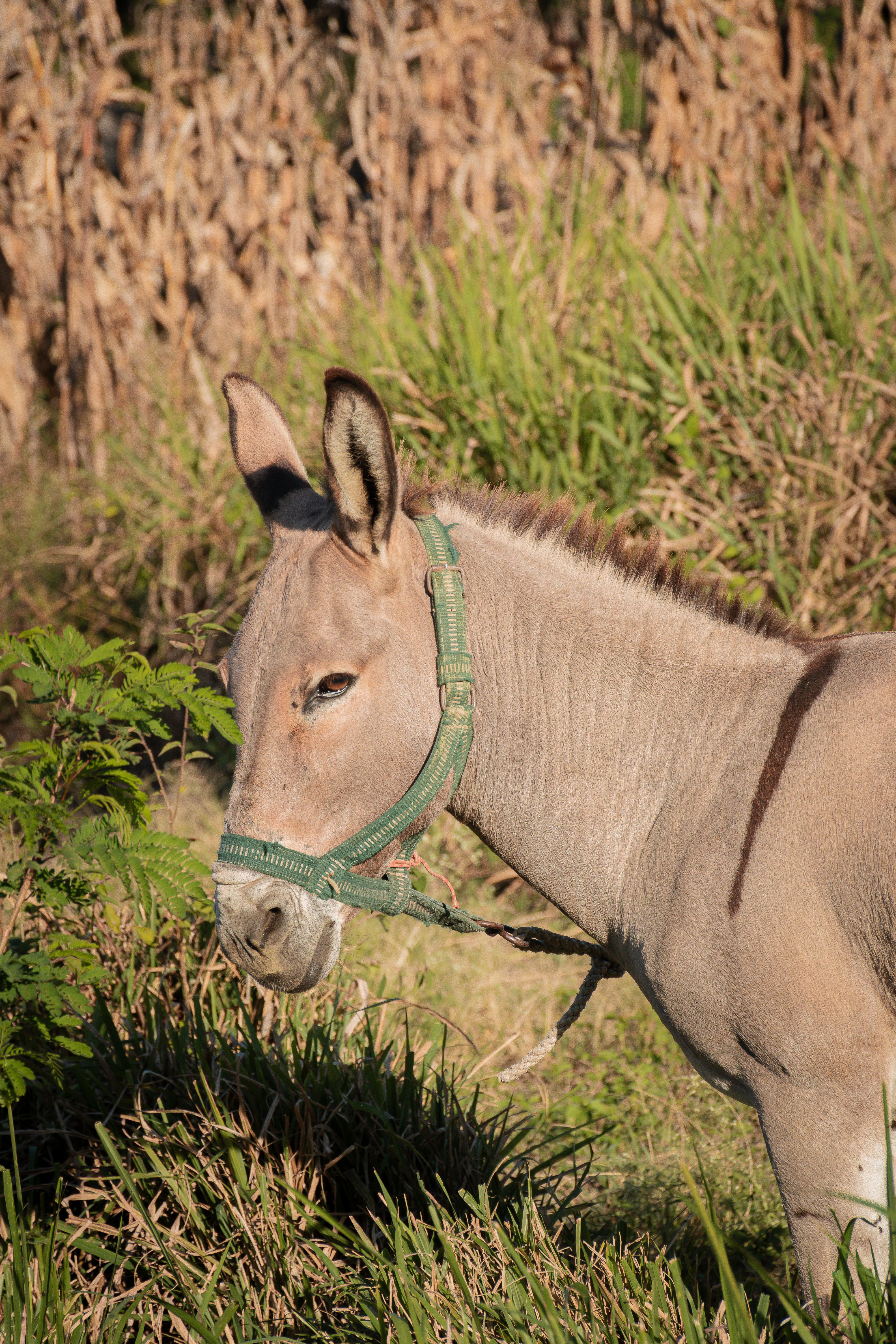 Photo of a Mule on a Field · Free Stock Photo