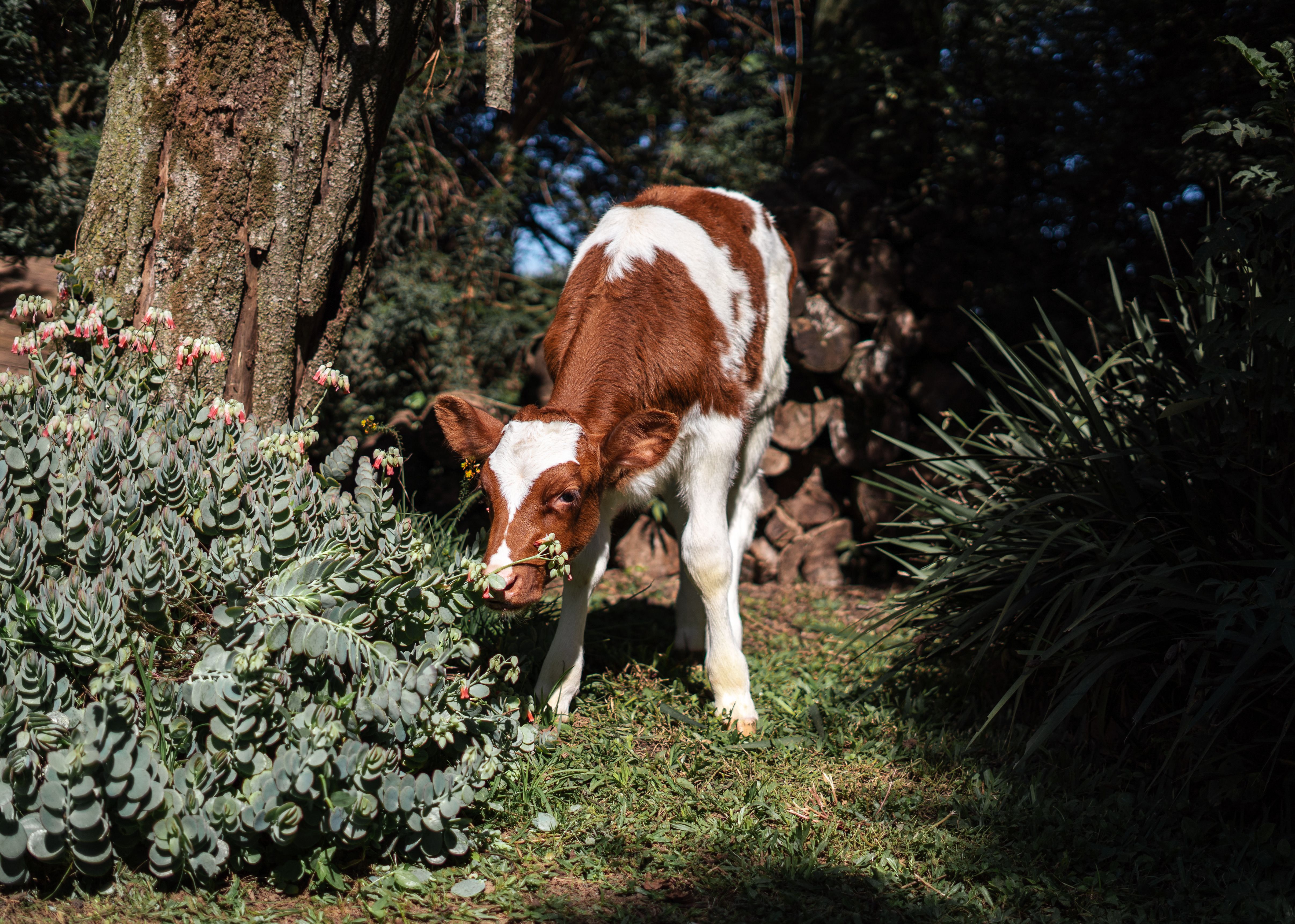 A Cow Standing between the Shrubs · Free Stock Photo