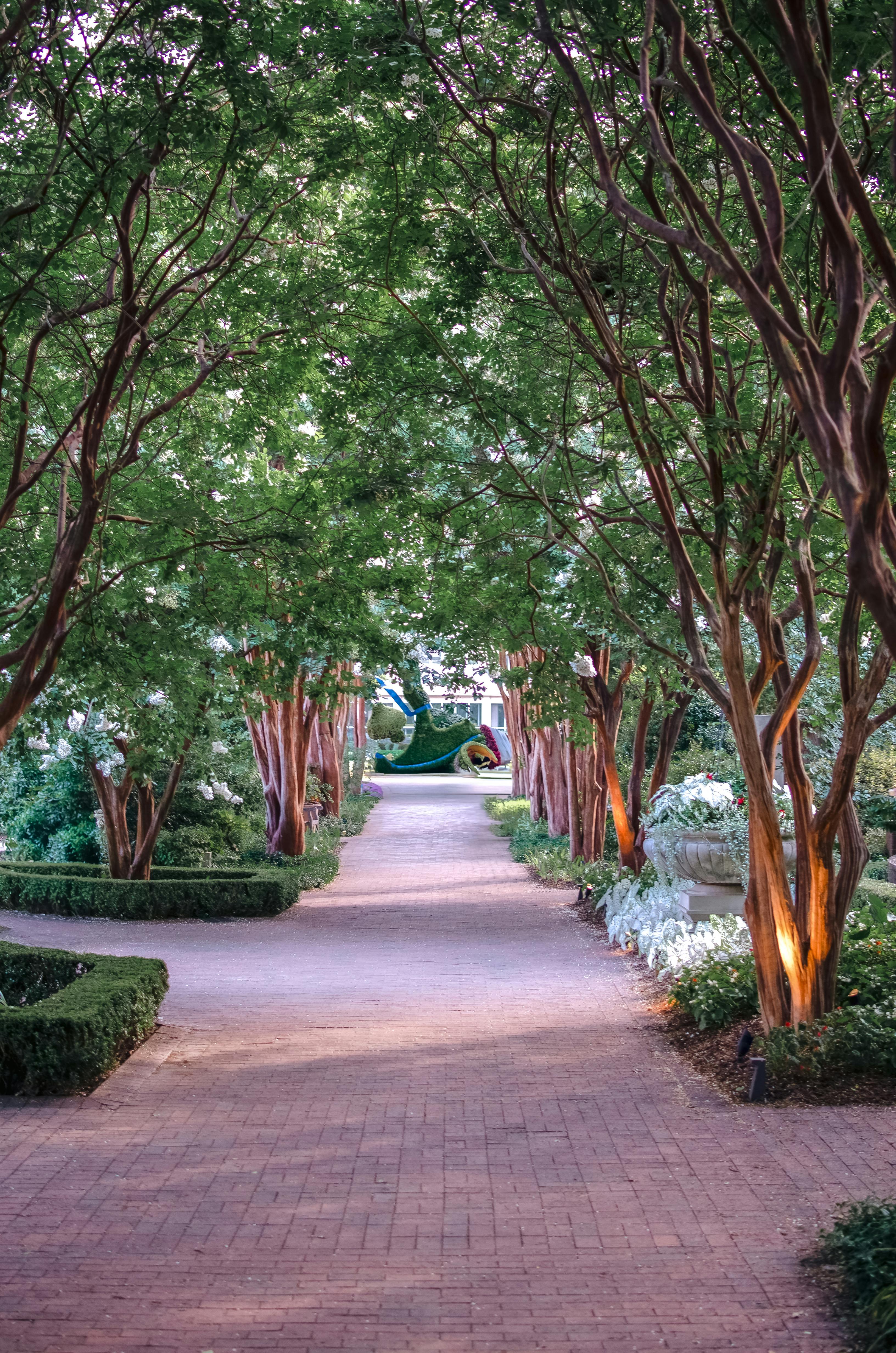 Pavement Among Trees · Free Stock Photo