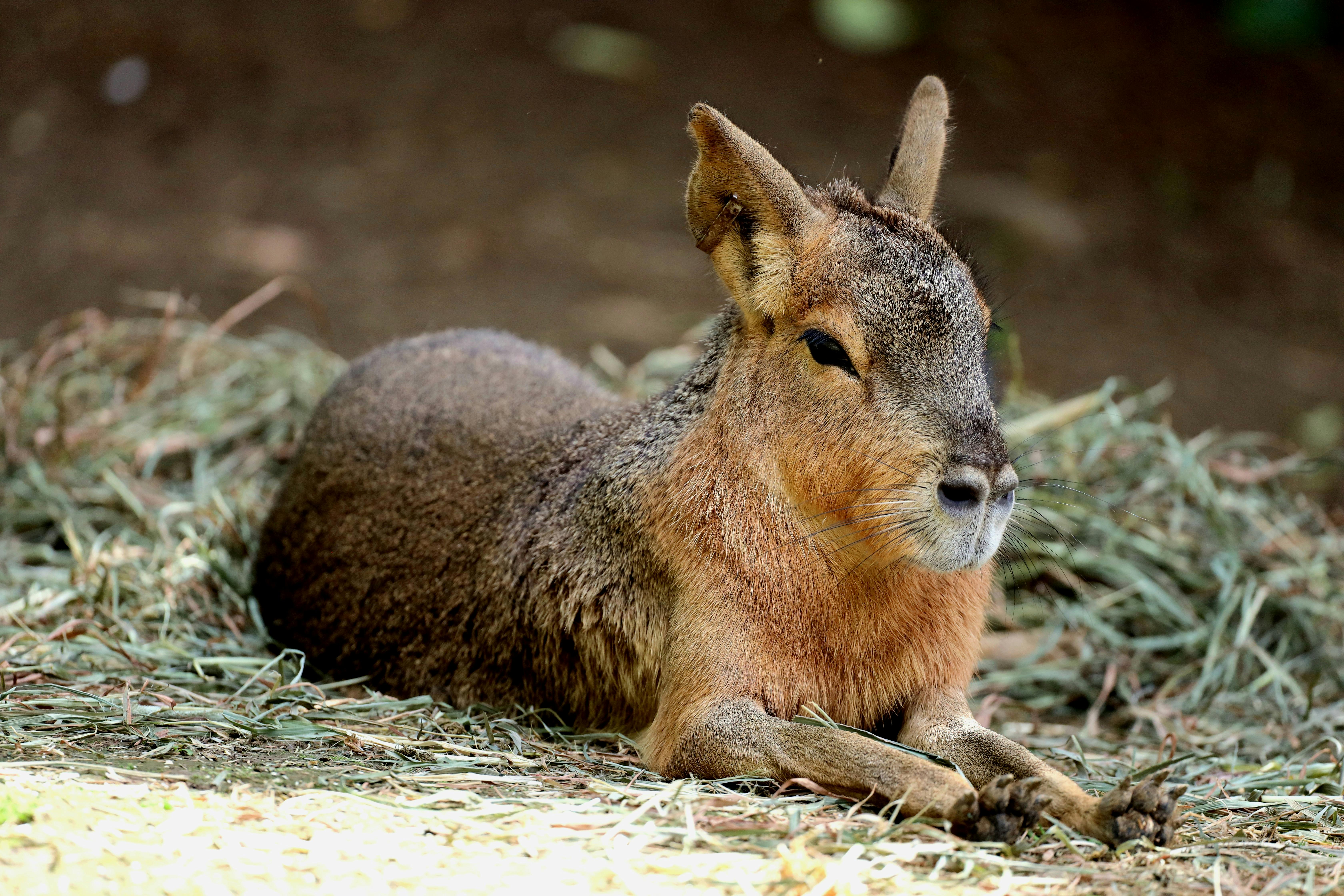 Getty Bier Photos, Download The BEST Free Getty Bier Stock Photos & HD ...