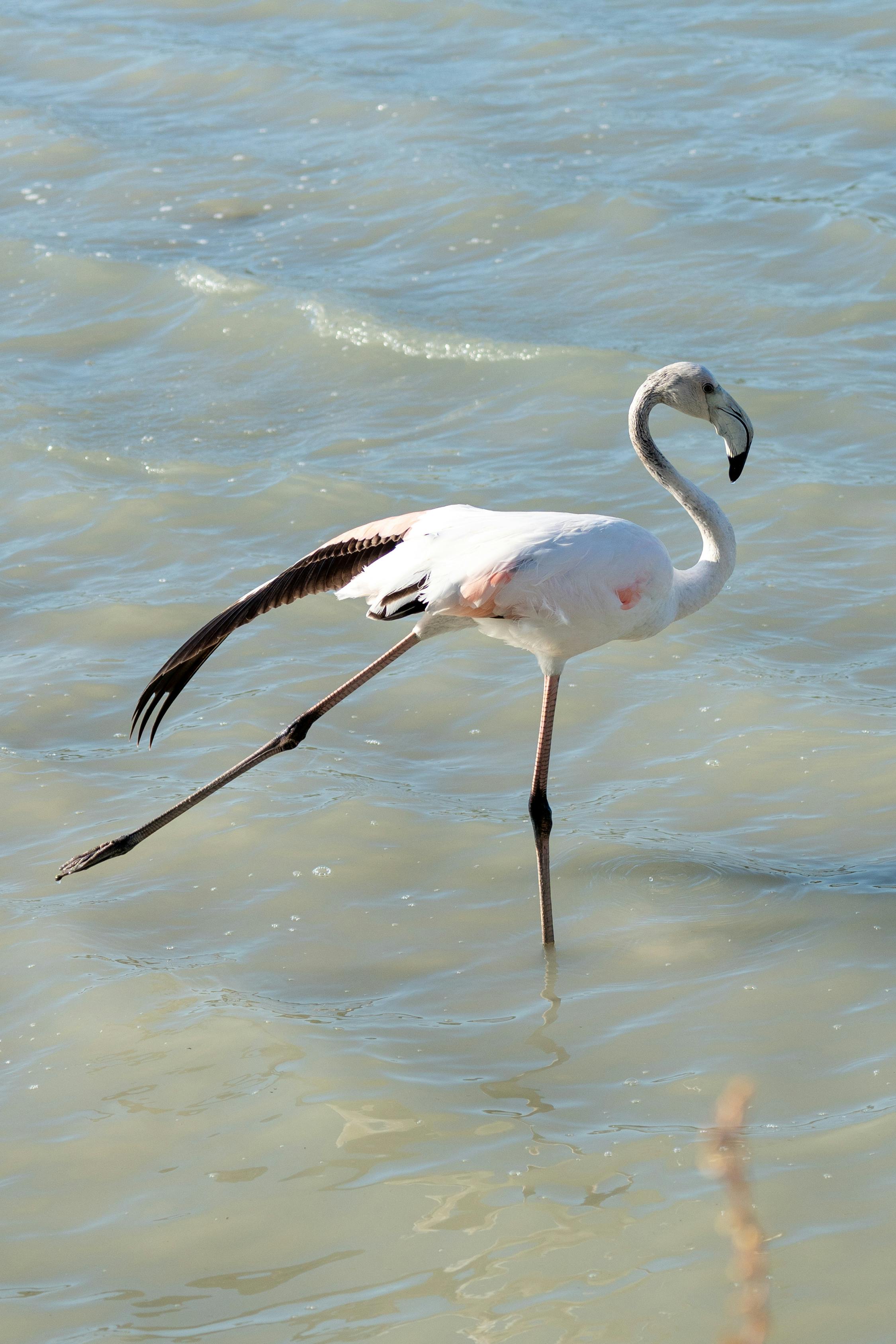 Bird Pulling Photos, Download The BEST Free Bird Pulling Stock Photos ...