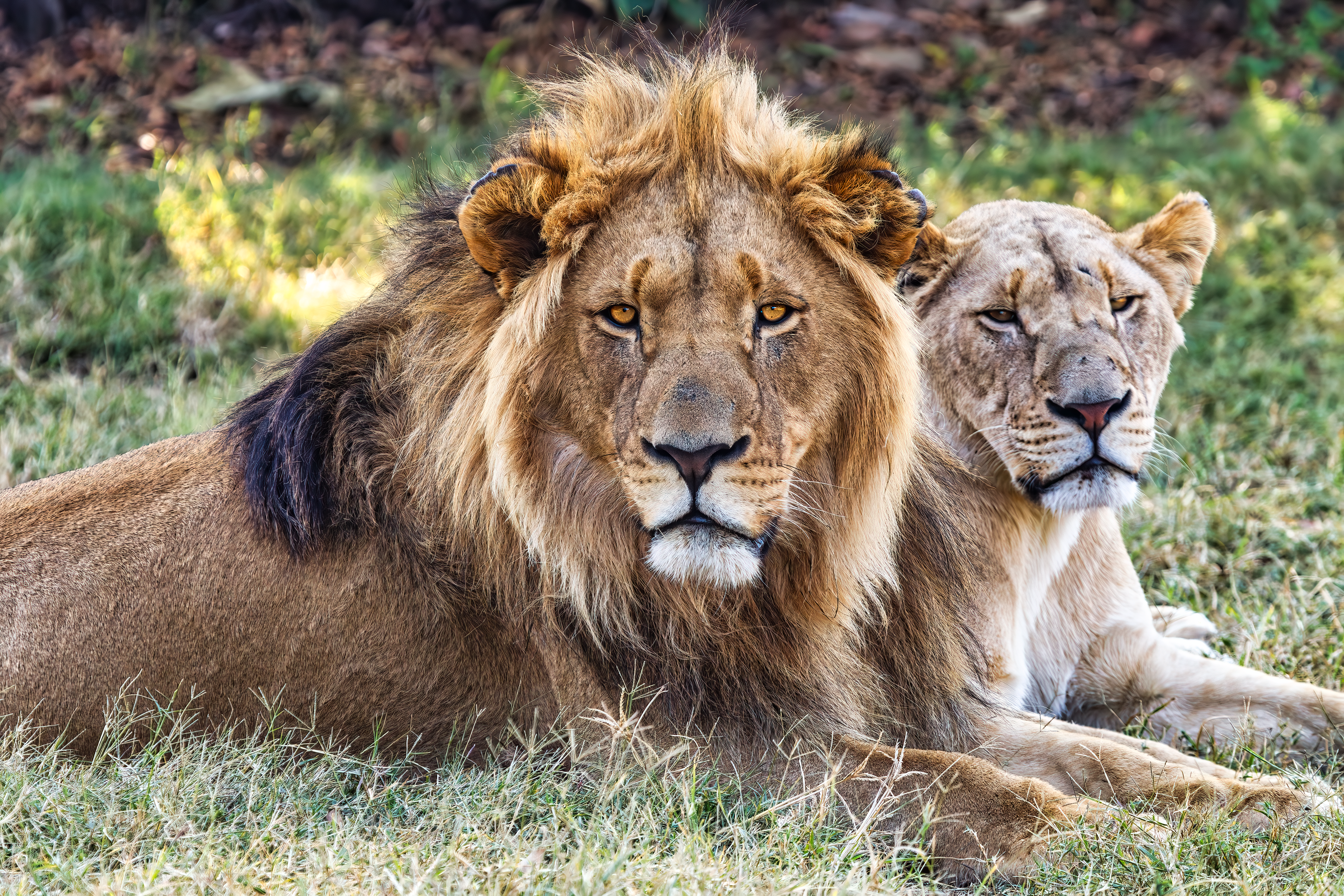 Two lions are laying down in the grass · Free Stock Photo