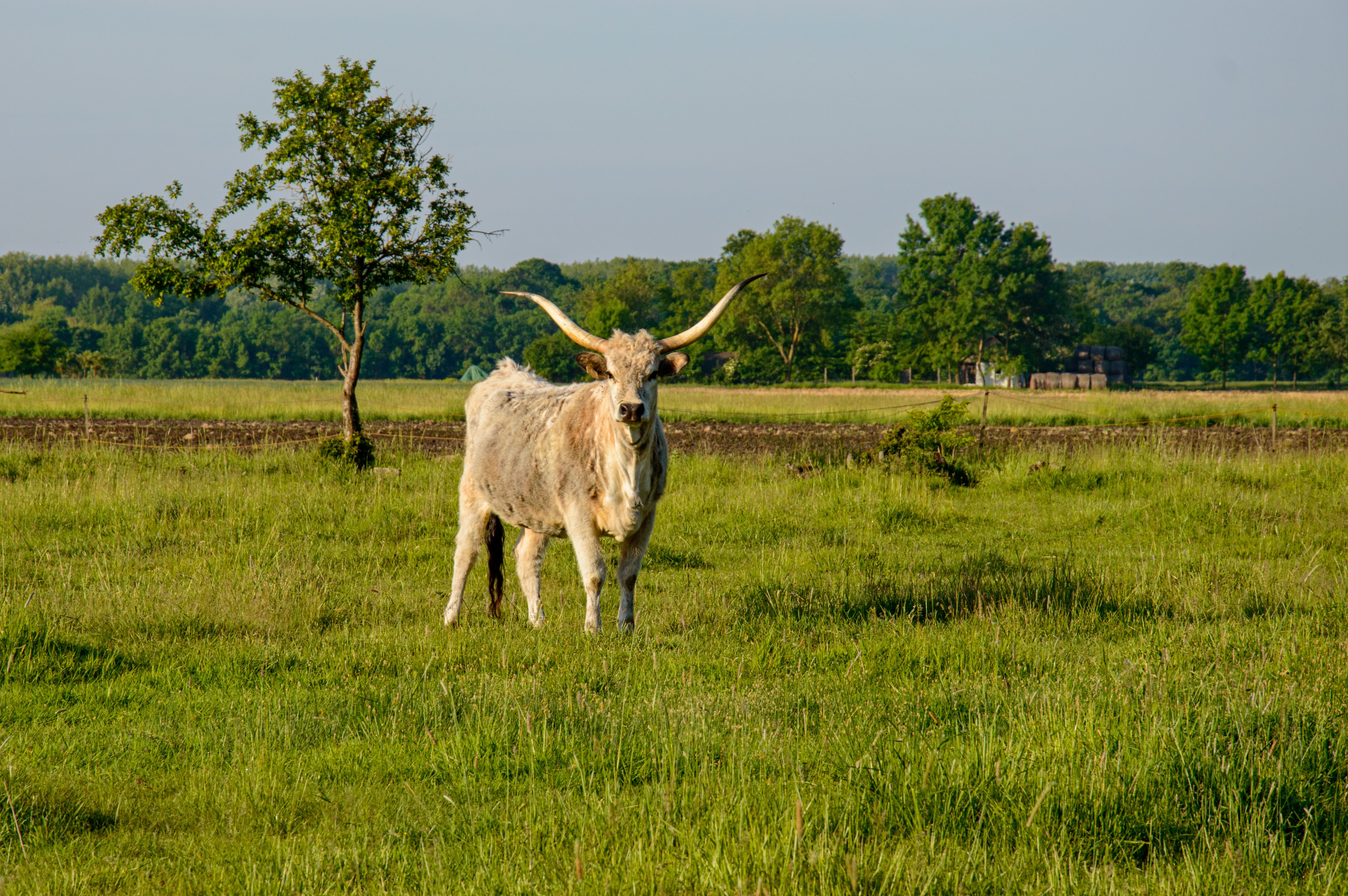 A large bull standing in a field with trees · Free Stock Photo