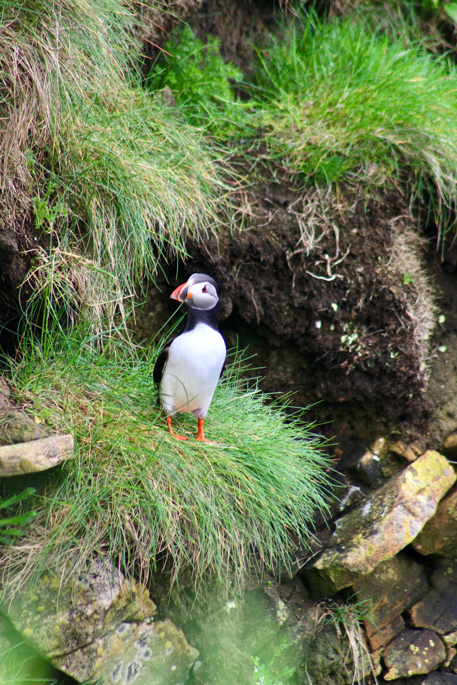 Puffin Photos, Download The BEST Free Puffin Stock Photos & HD Images