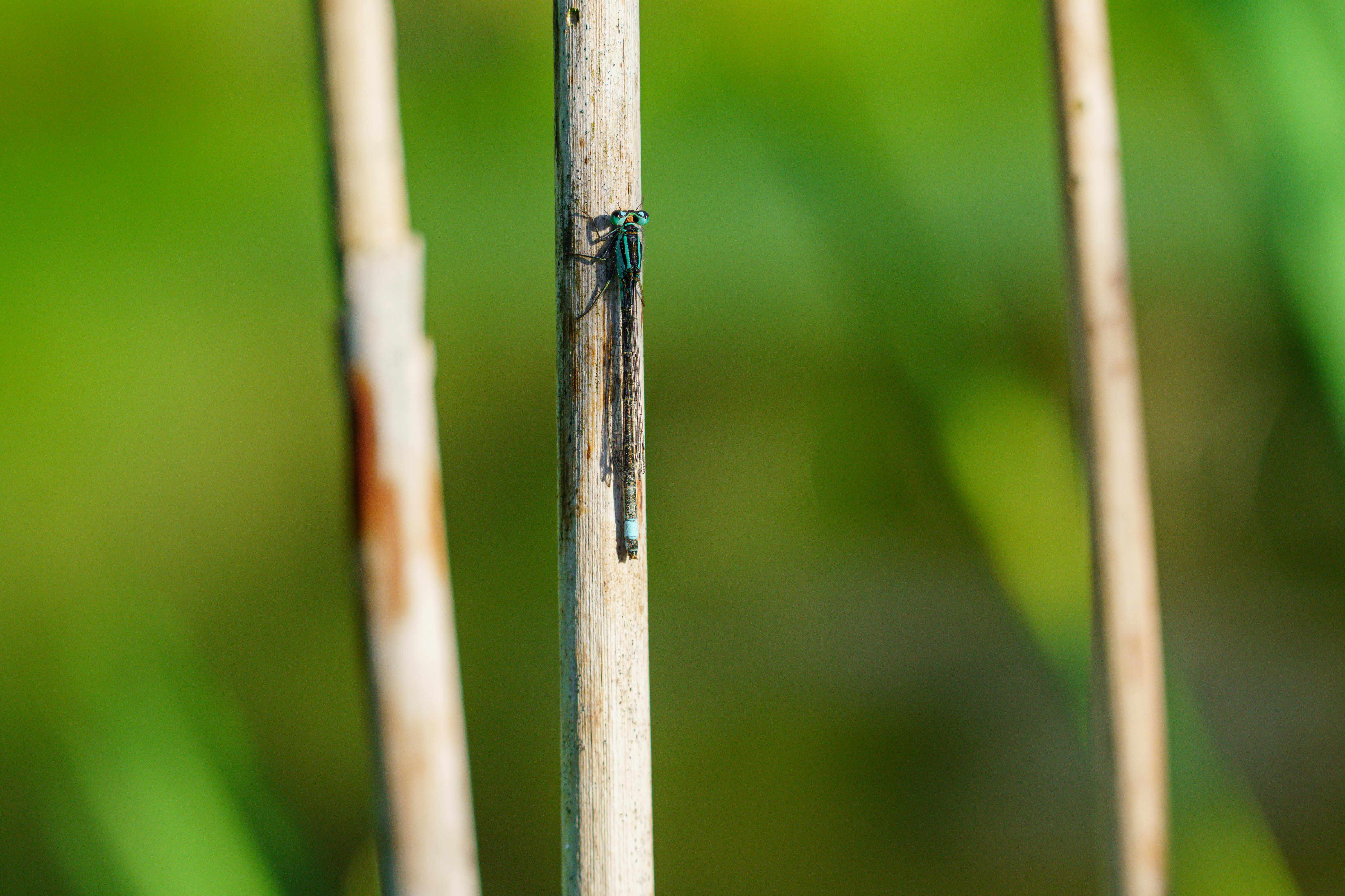 Dragonfly on Reed Straw · Free Stock Photo