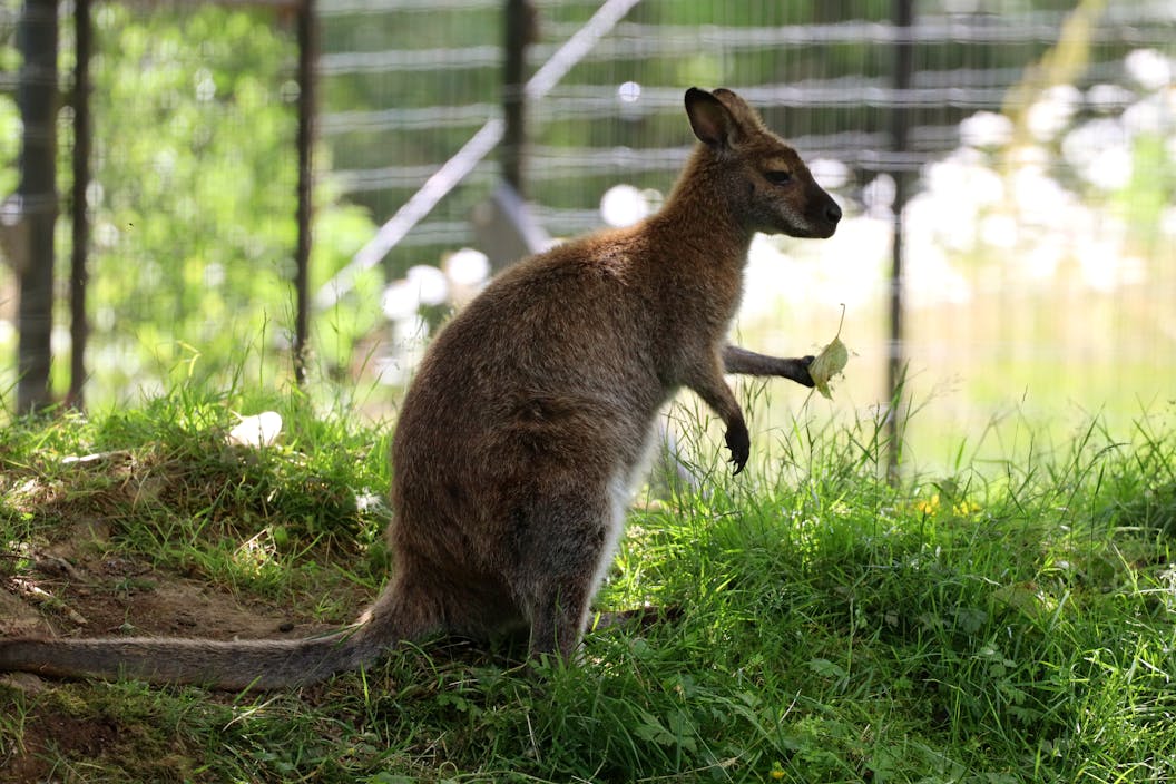 Antilopine Kangaroo: Facts, Habitat, and Unique Traits
