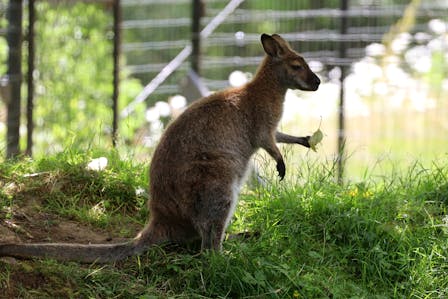 Antilopine Kangaroo: Facts, Habitat, and Unique Traits