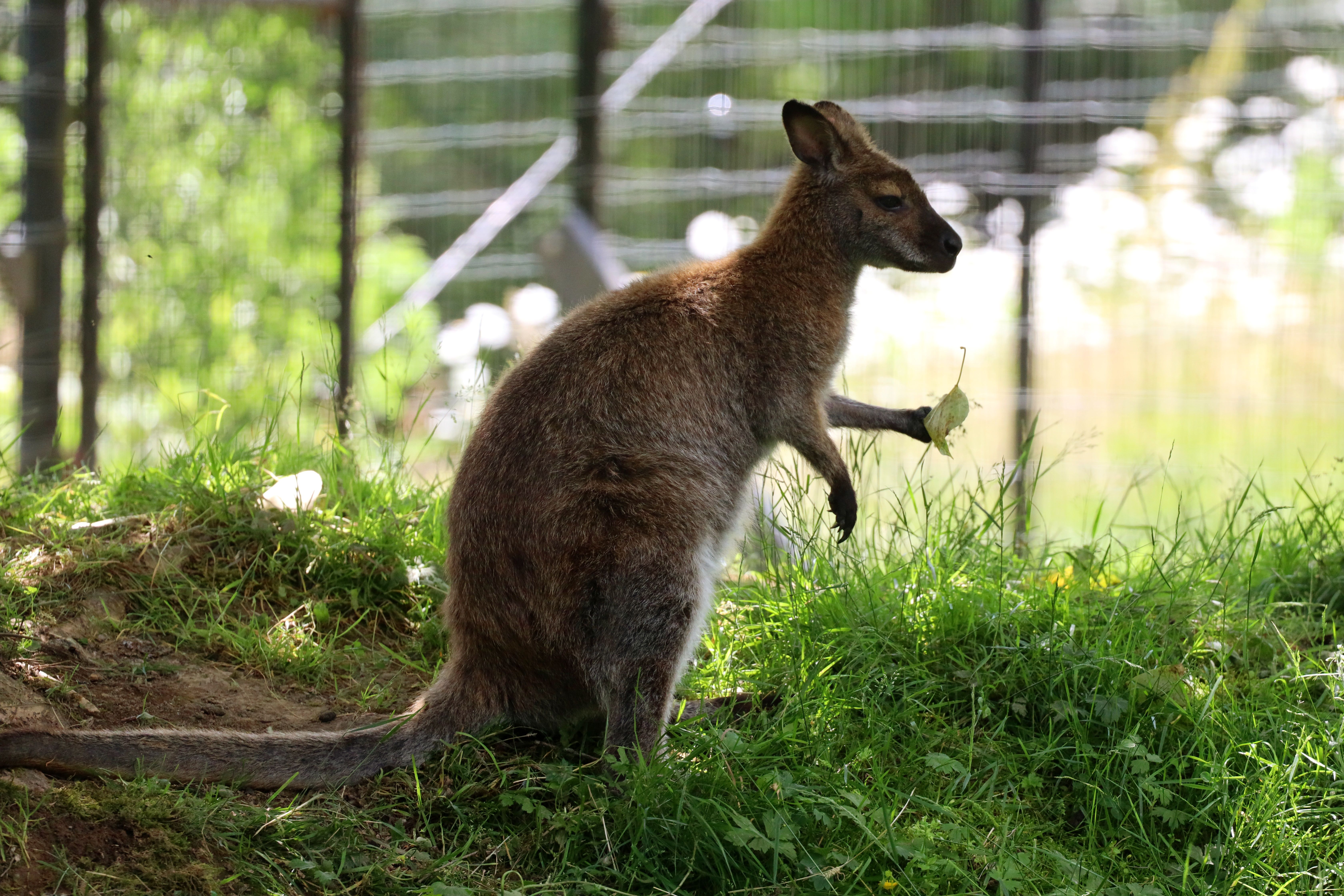 Kangaroo at the Zoo · Free Stock Photo