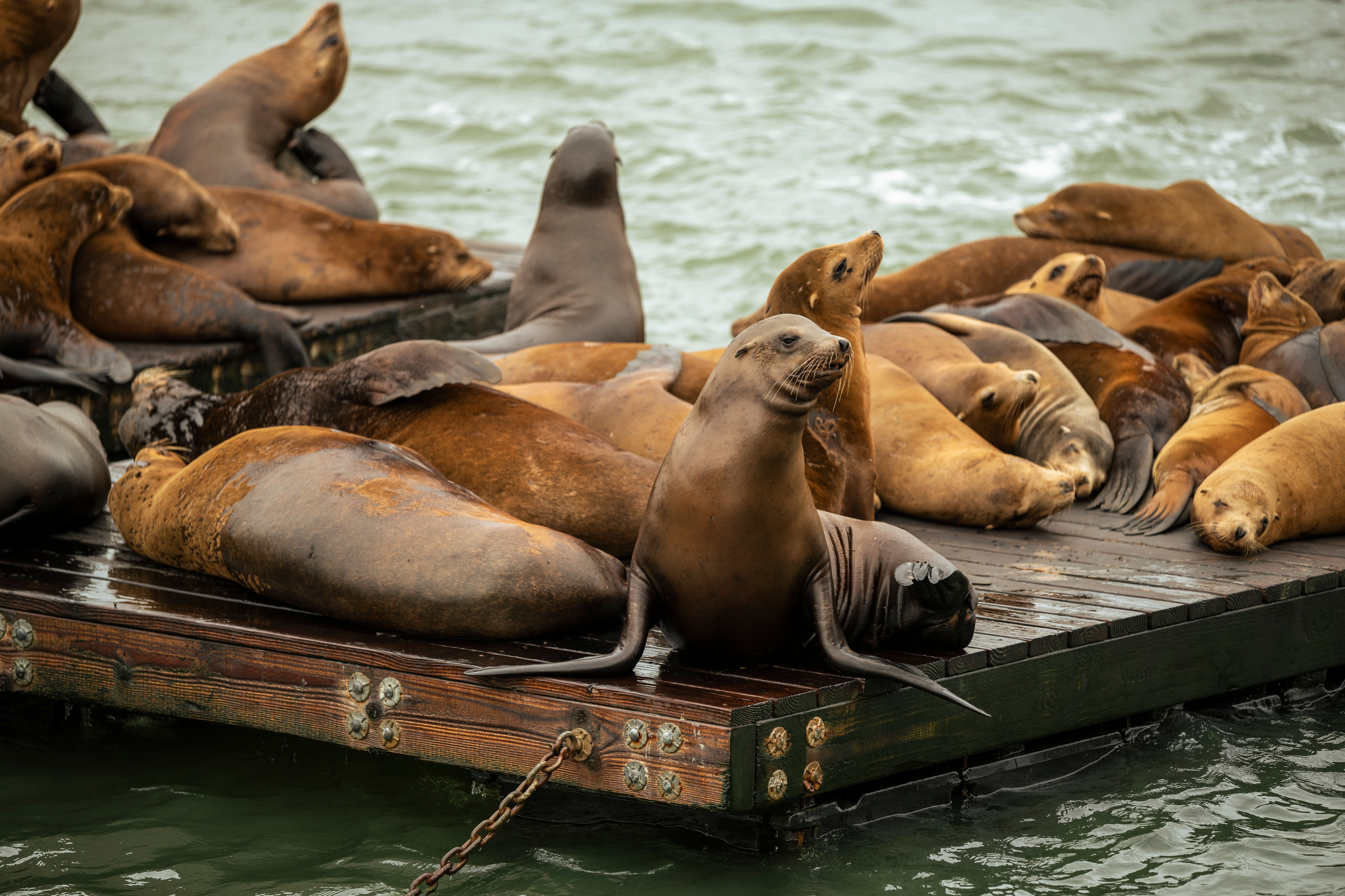 Seal on Wooden Platform · Free Stock Photo