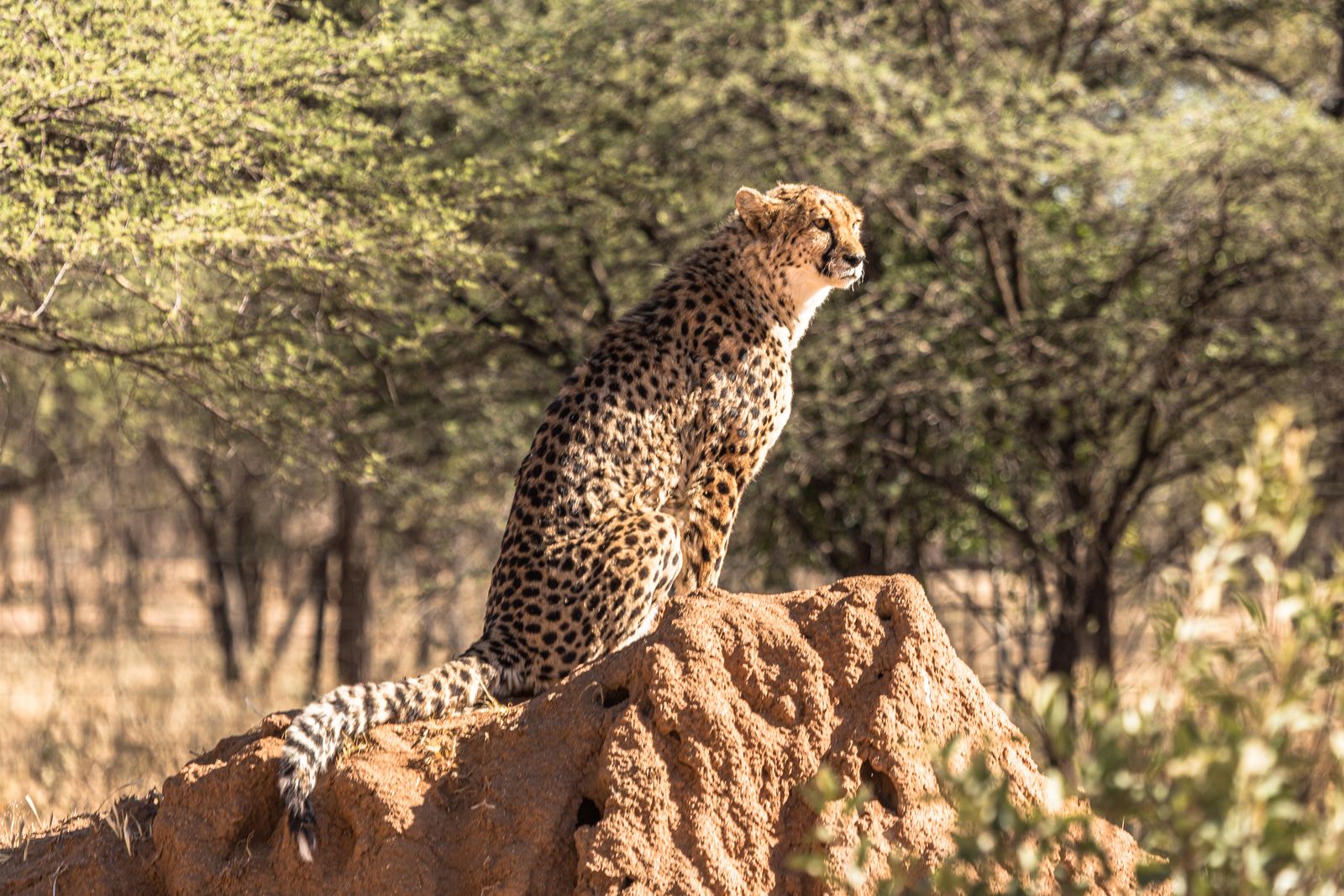 Namibia Dune Cheetah Photos, Download The BEST Free Namibia Dune ...
