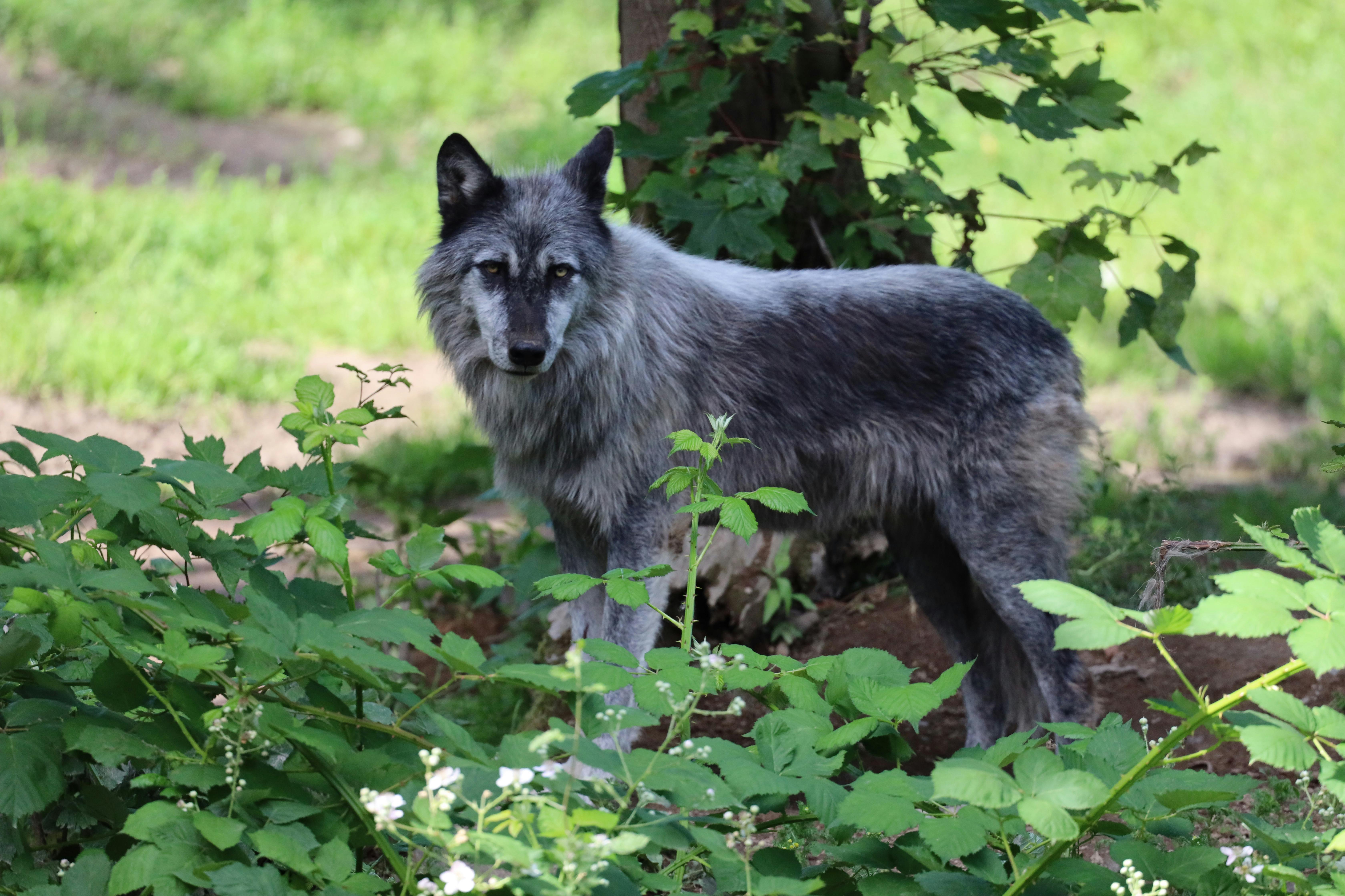 Wolf near Tree · Free Stock Photo