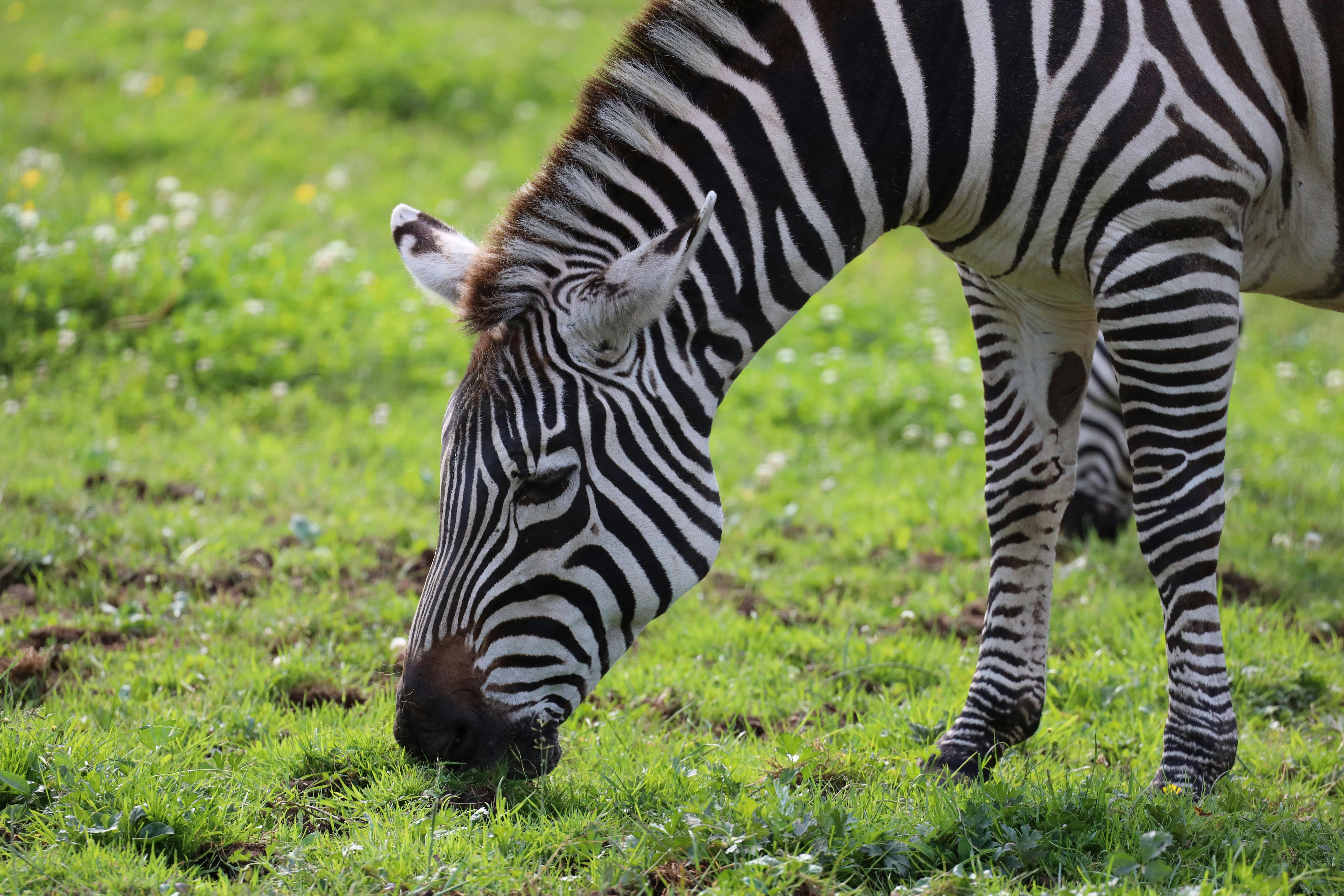 Zebra Eating Grass · Free Stock Photo