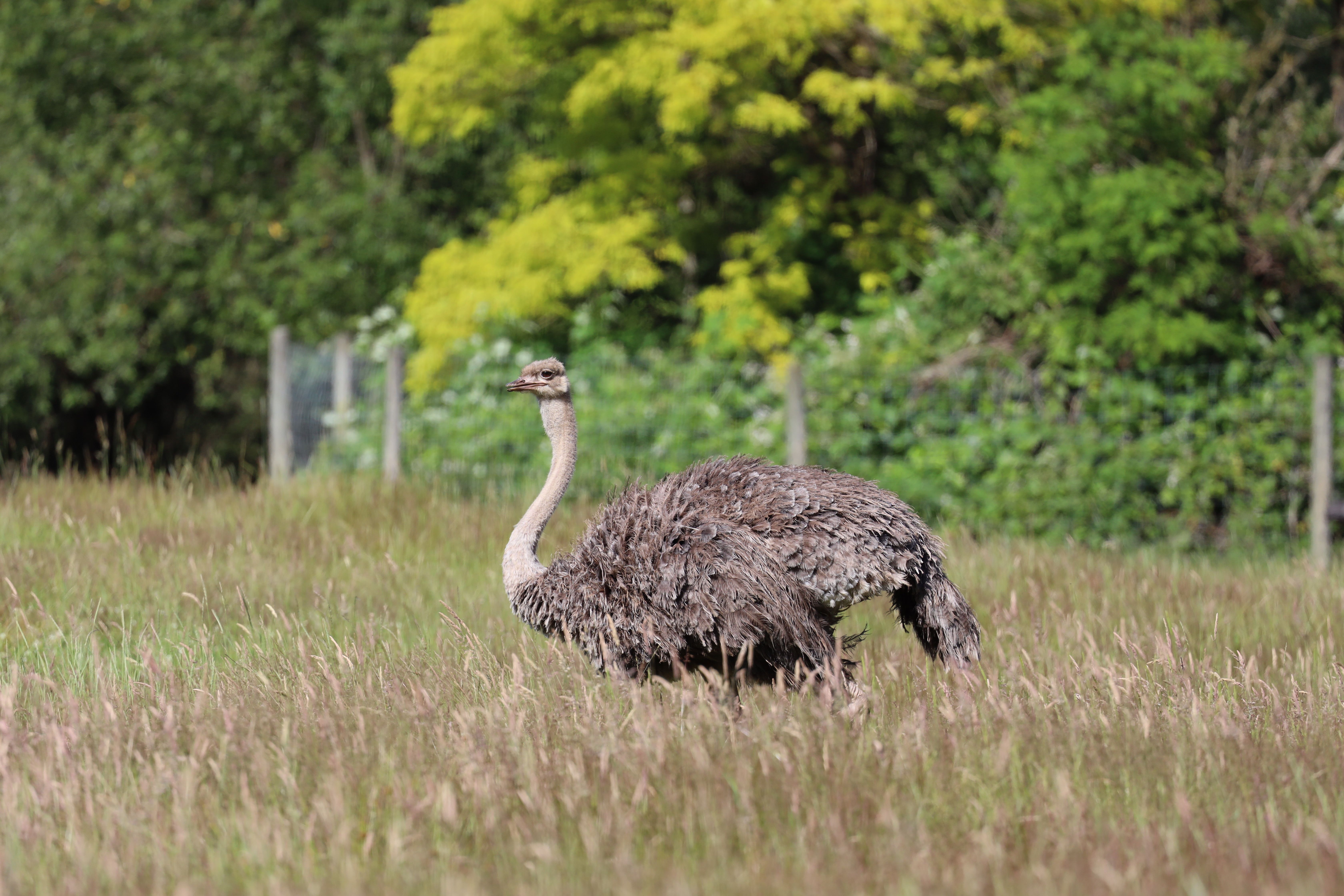 Ostrich in Nature · Free Stock Photo