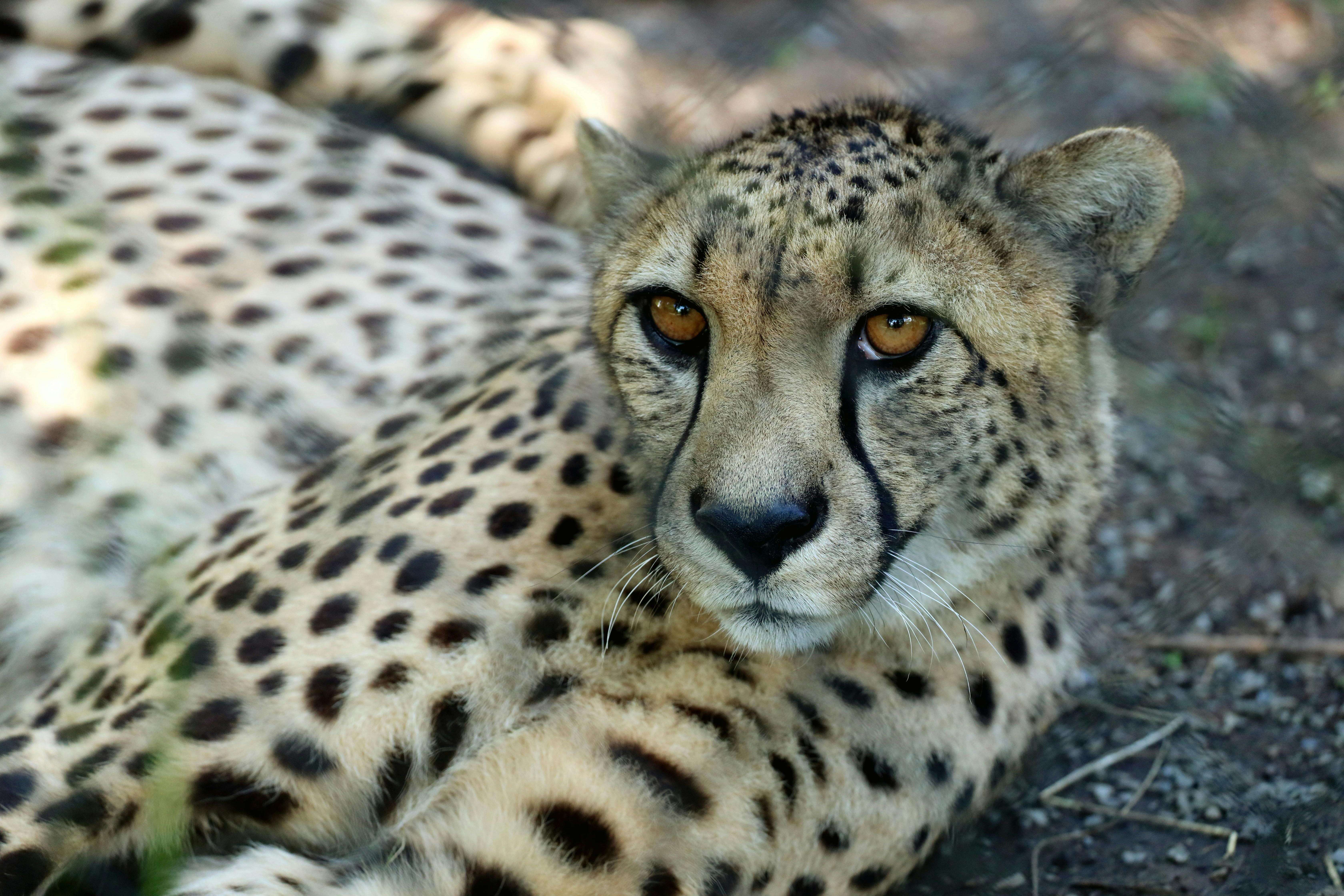 Cheetah Lying Down · Free Stock Photo
