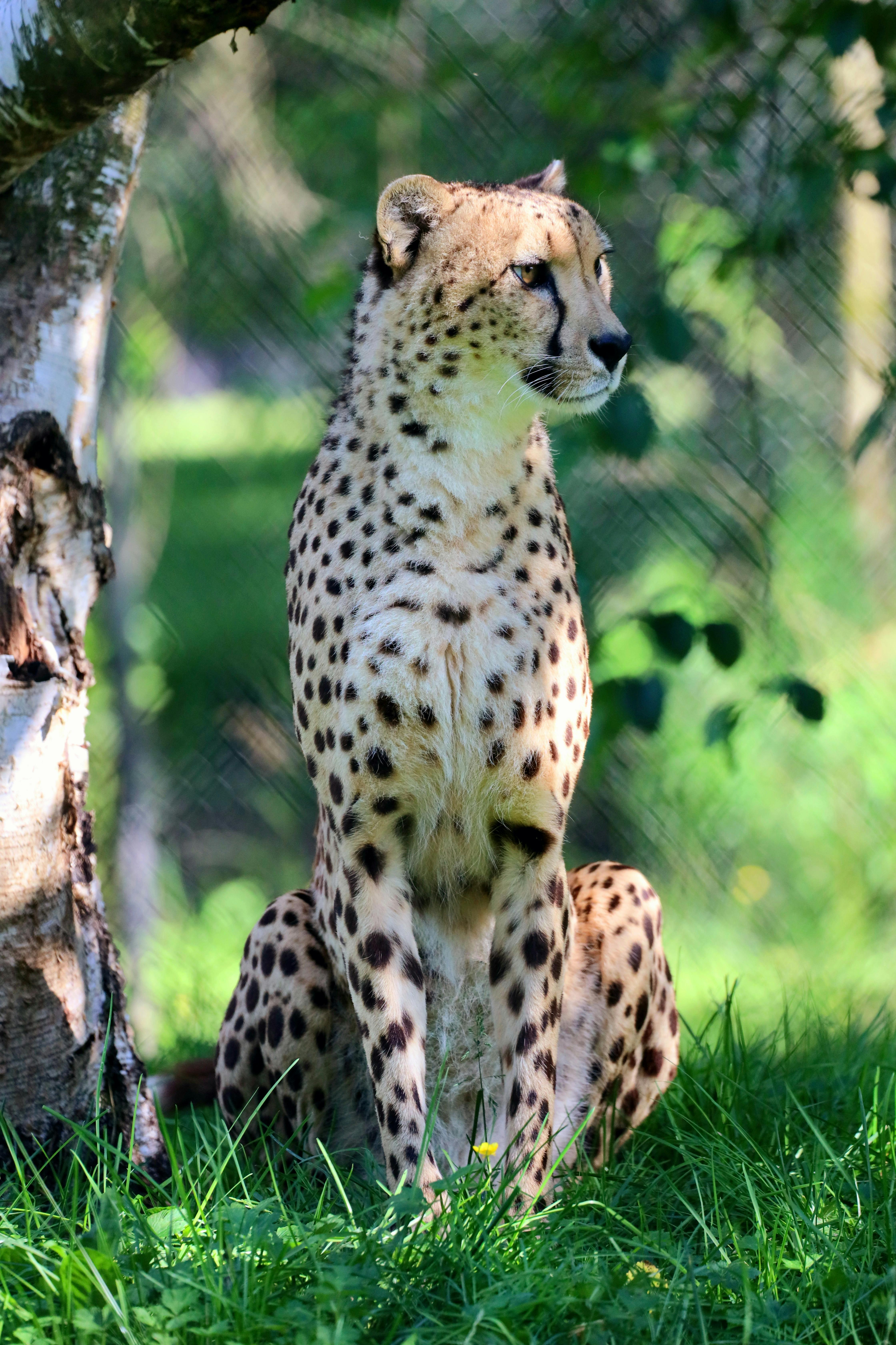 A cheetah sitting in the grass next to a tree · Free Stock Photo