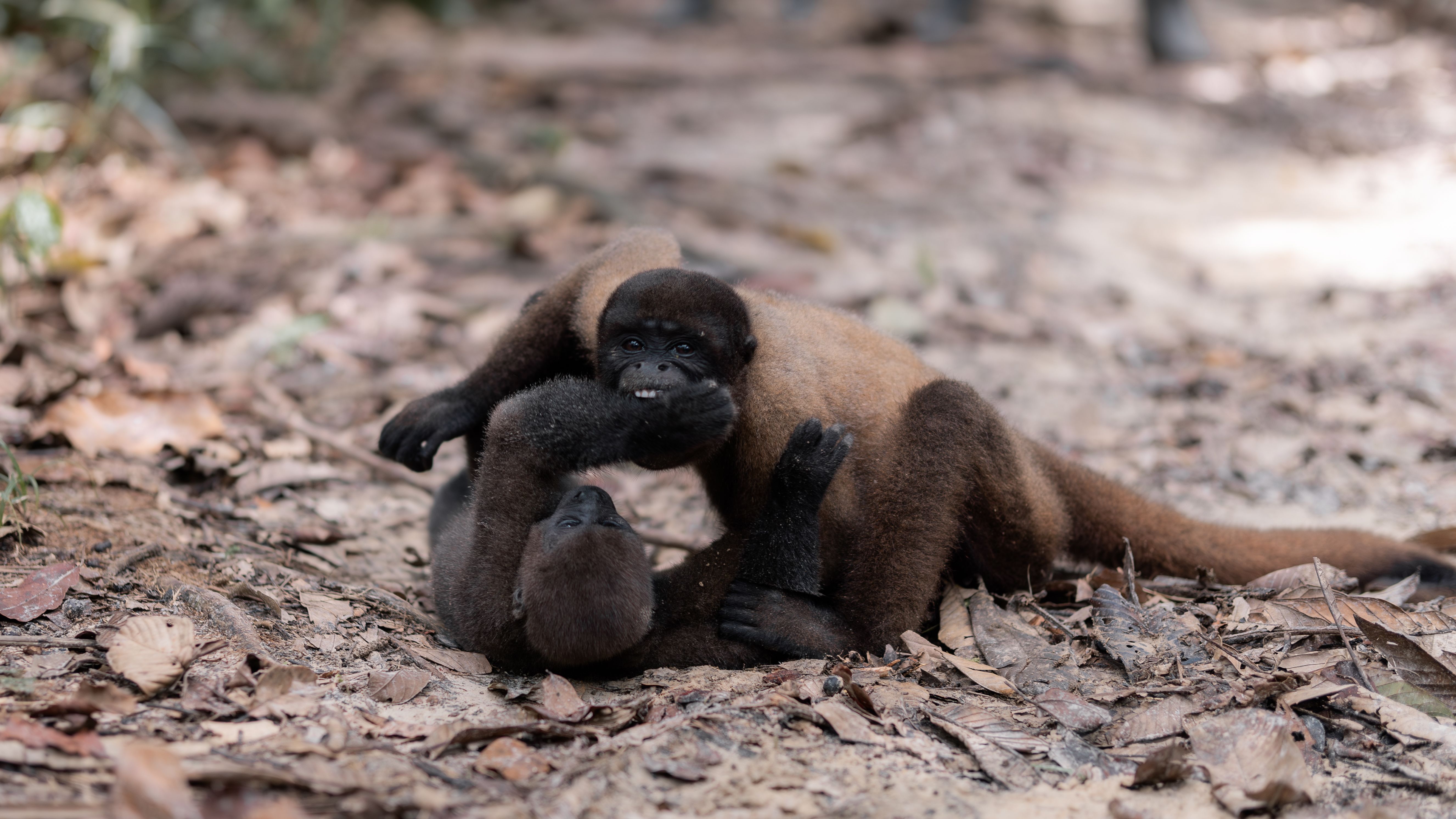 Yellow-Tailed Woolly Monkey Babies Playing · Free Stock Photo
