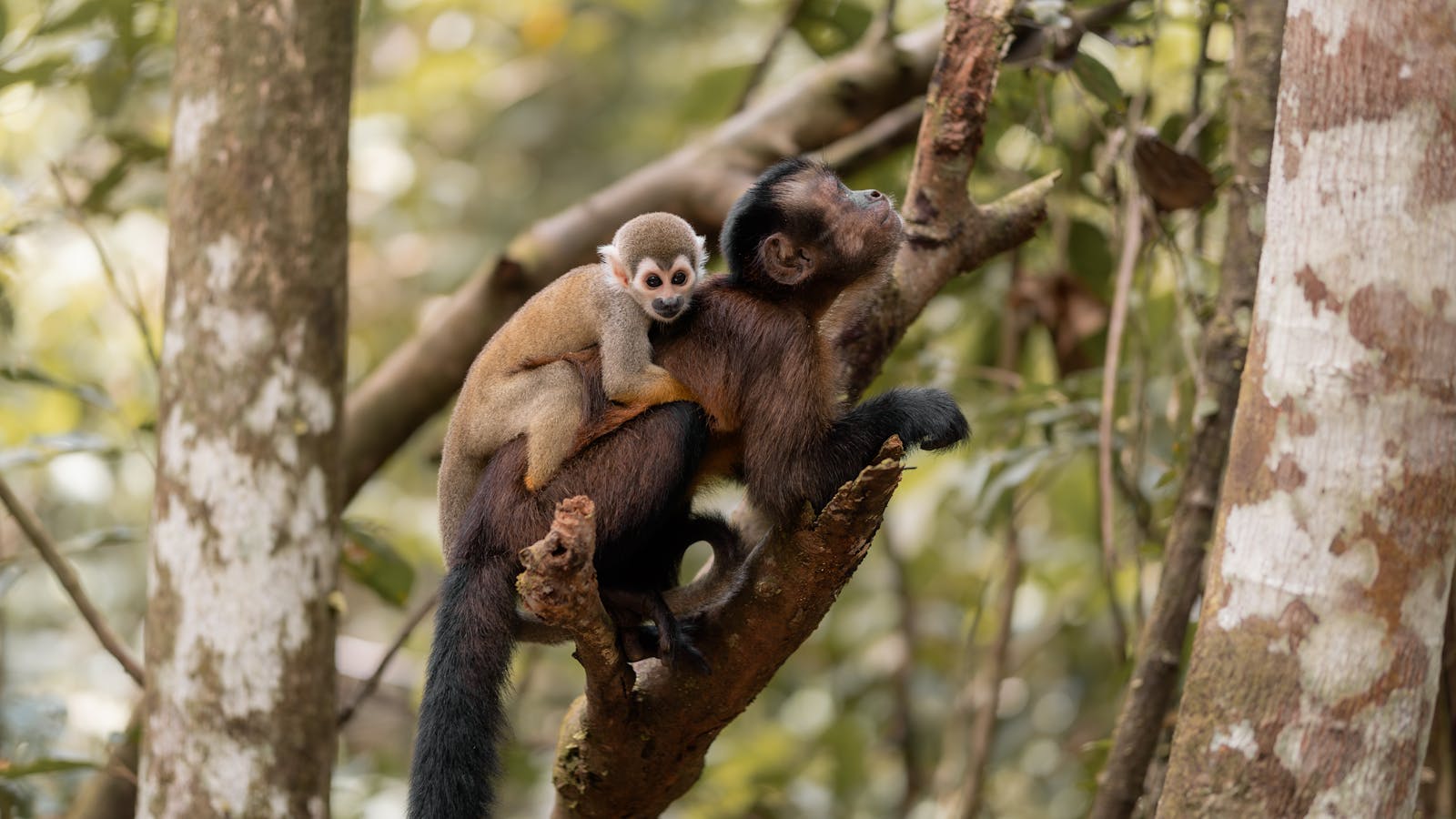 Monkey Habitat Photos, Download The BEST Free Monkey Habitat Stock ...