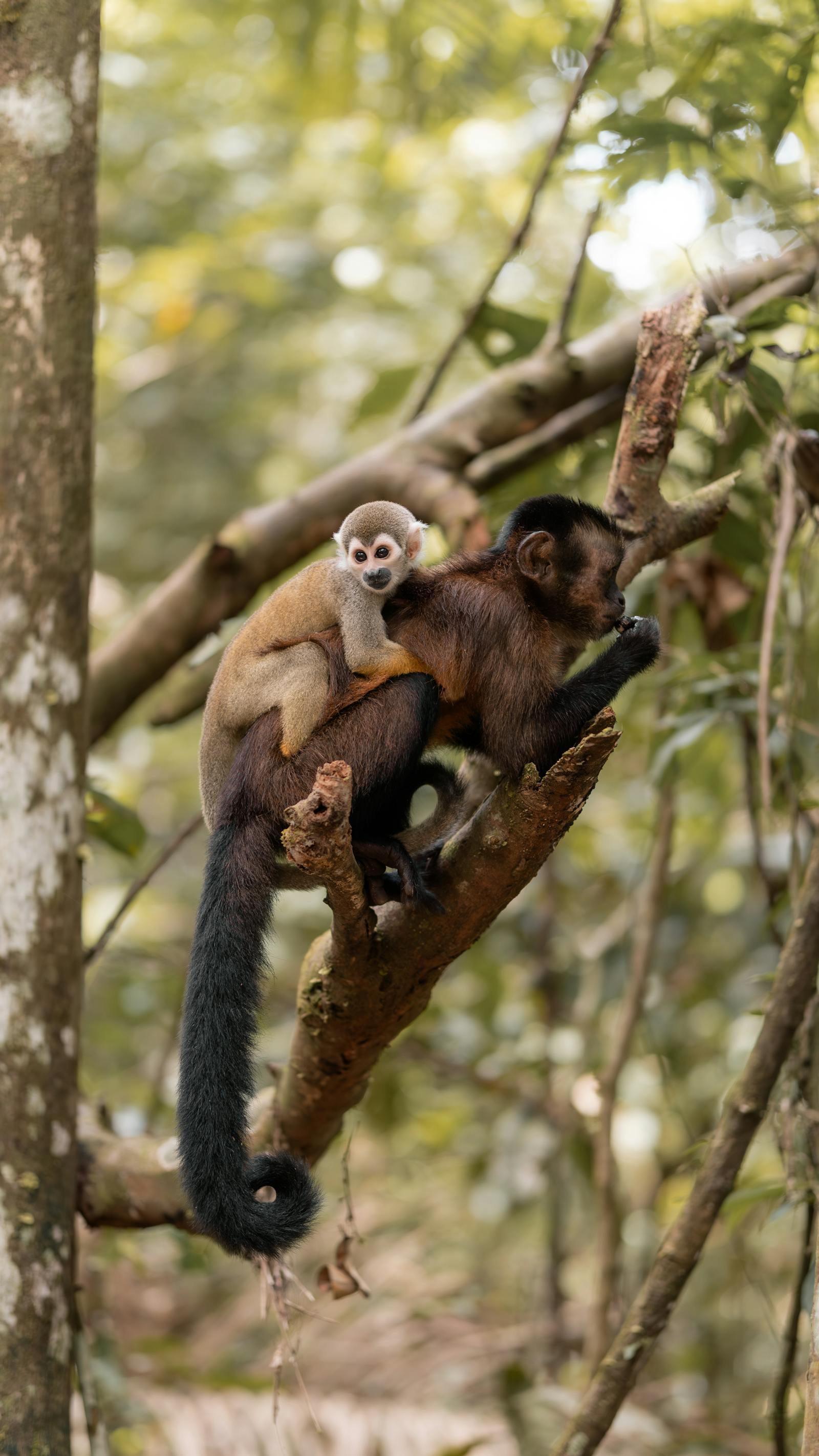 Chinese Monkey Photos, Download The BEST Free Chinese Monkey Stock ...