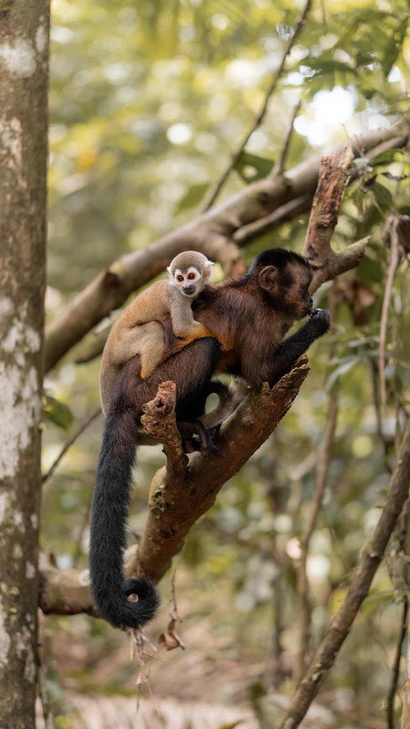 Goofy Monkey Photos, Download The BEST Free Goofy Monkey Stock Photos ...