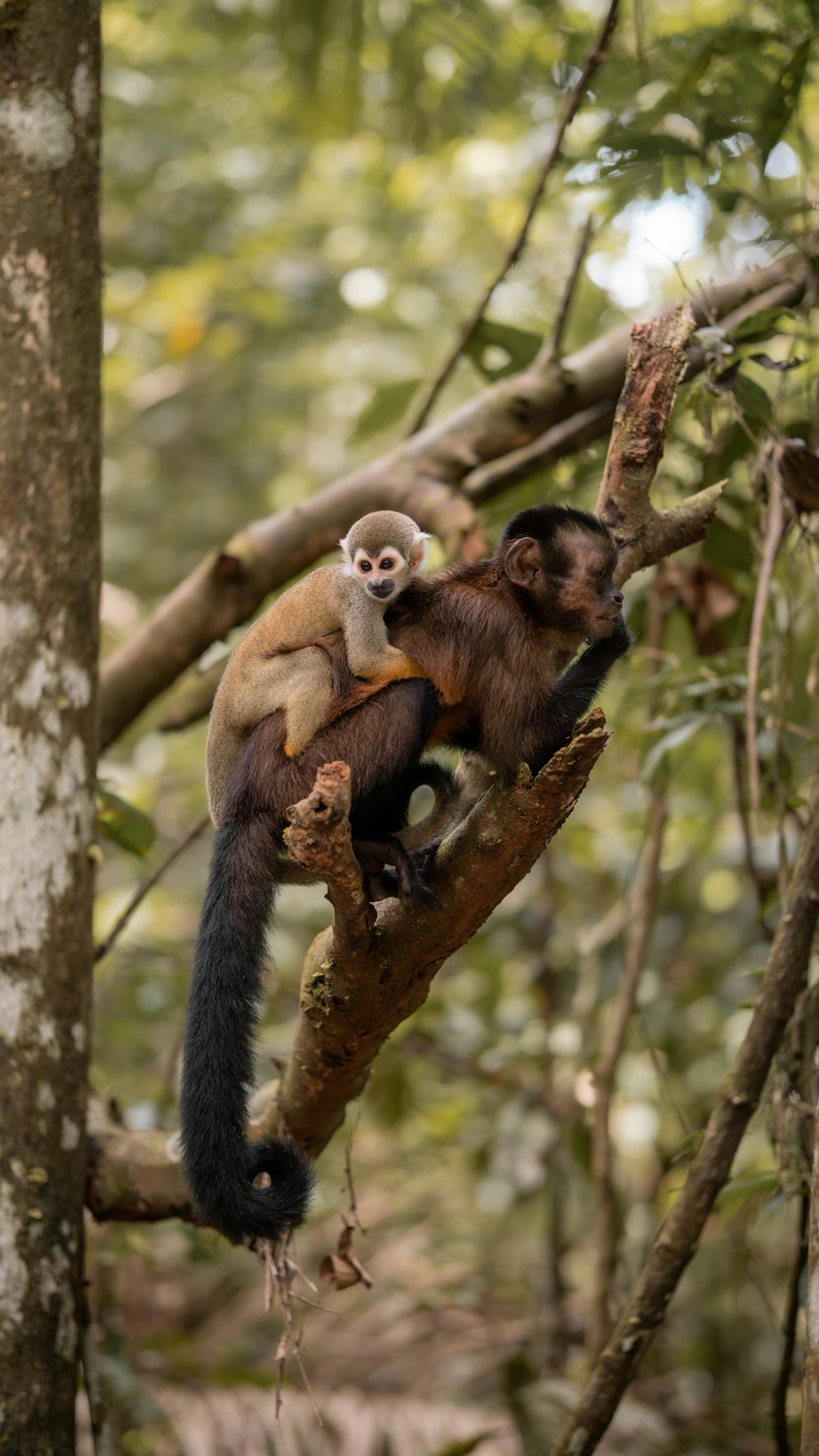 Foto de stock gratuita sobre amazonia, américa del sur, animales ...
