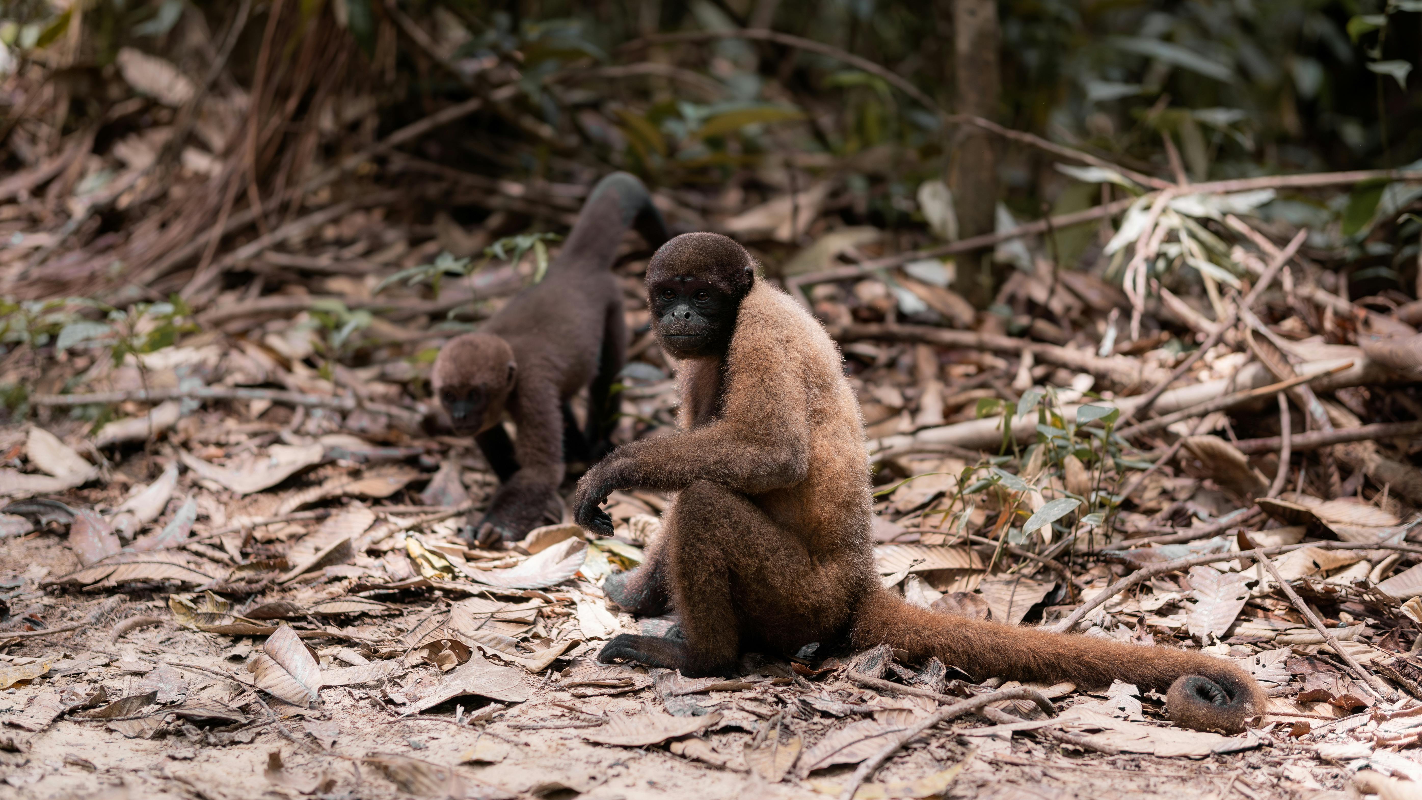 Foto de stock gratuita sobre amazonas, américa del sur, fotos de ...