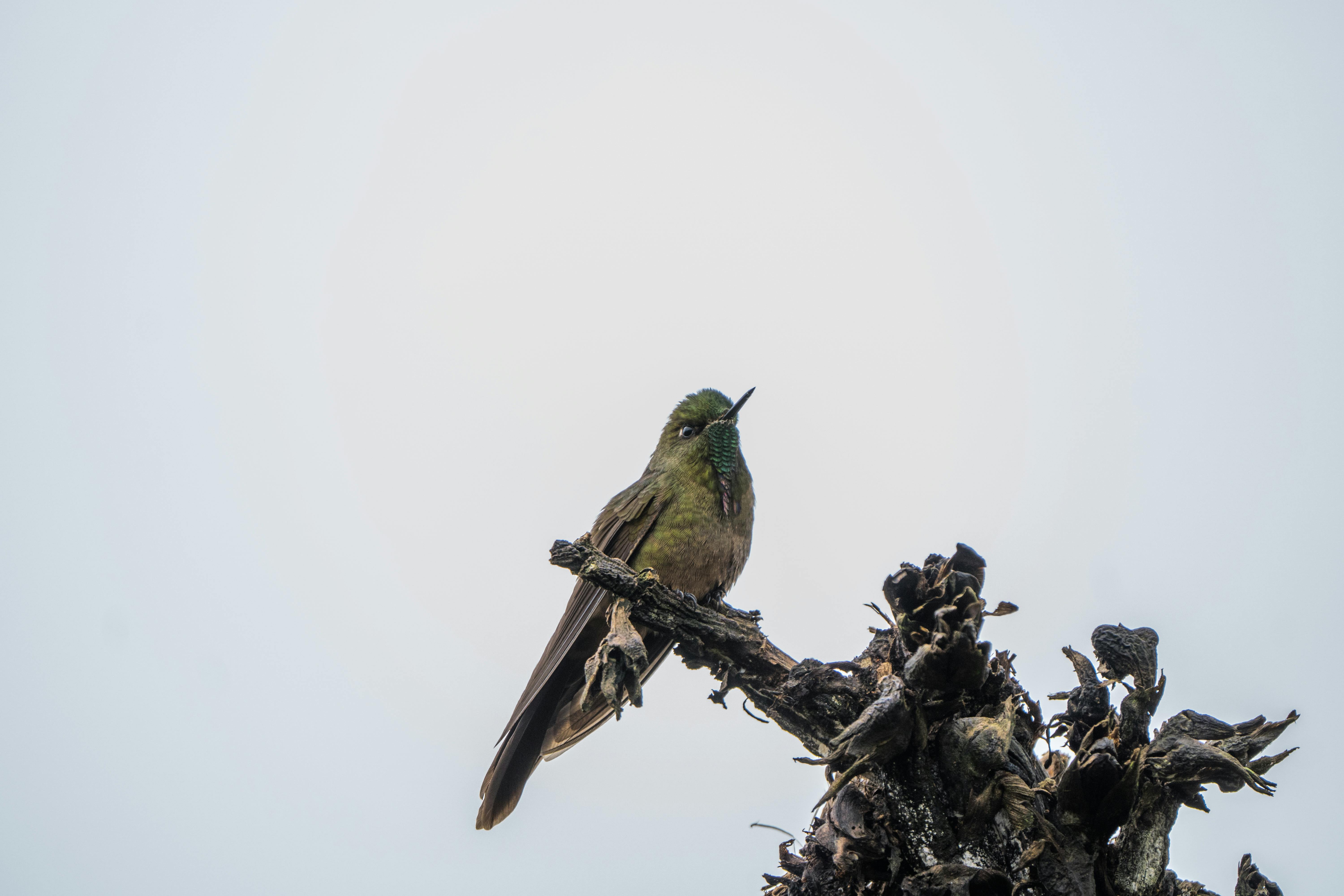 Foto de stock gratuita sobre al aire libre, ala, ala clara colibrí ...