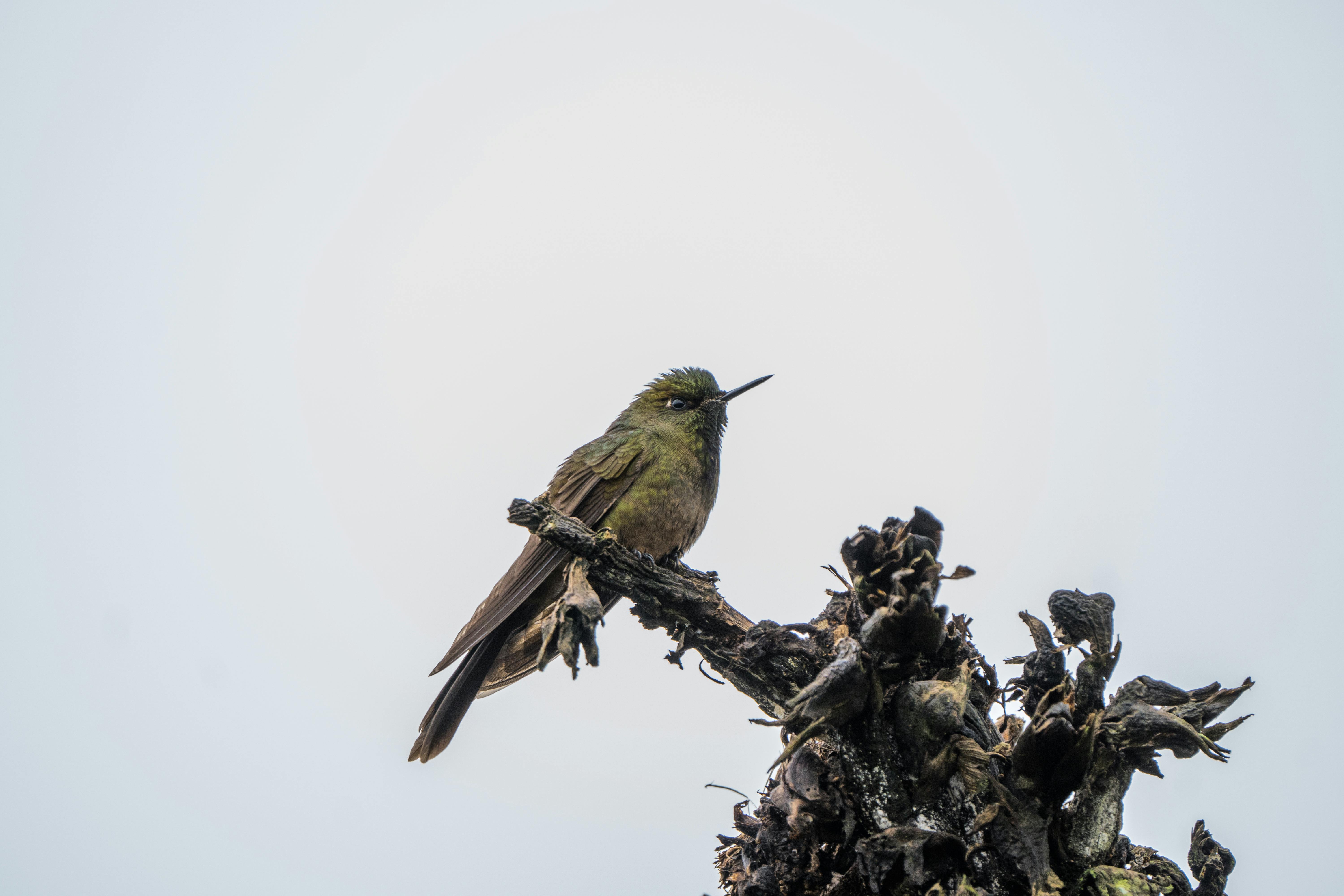 Avian Paramo Photos, Download The BEST Free Avian Paramo Stock Photos ...