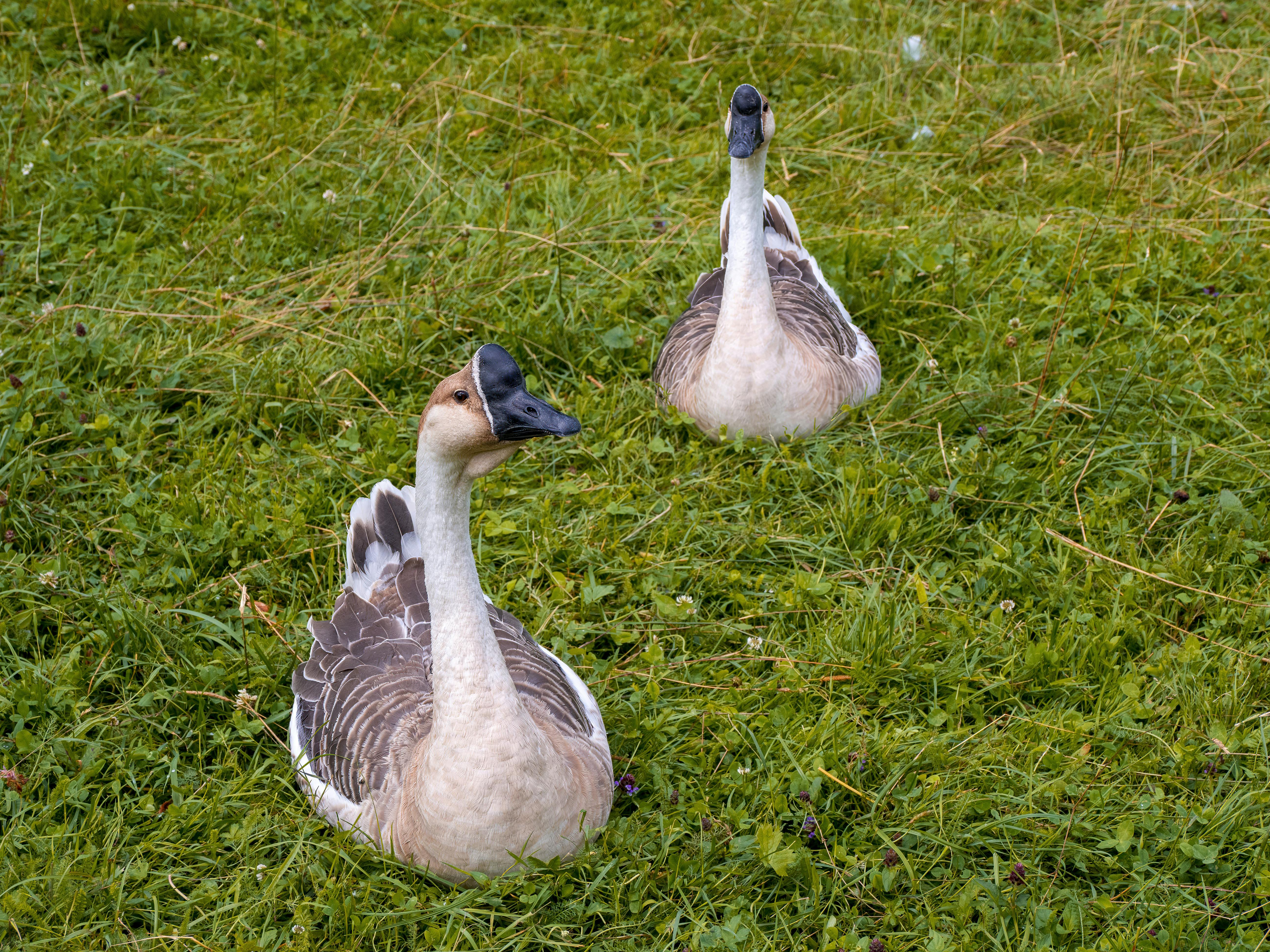 African Geese in a Field · Free Stock Photo