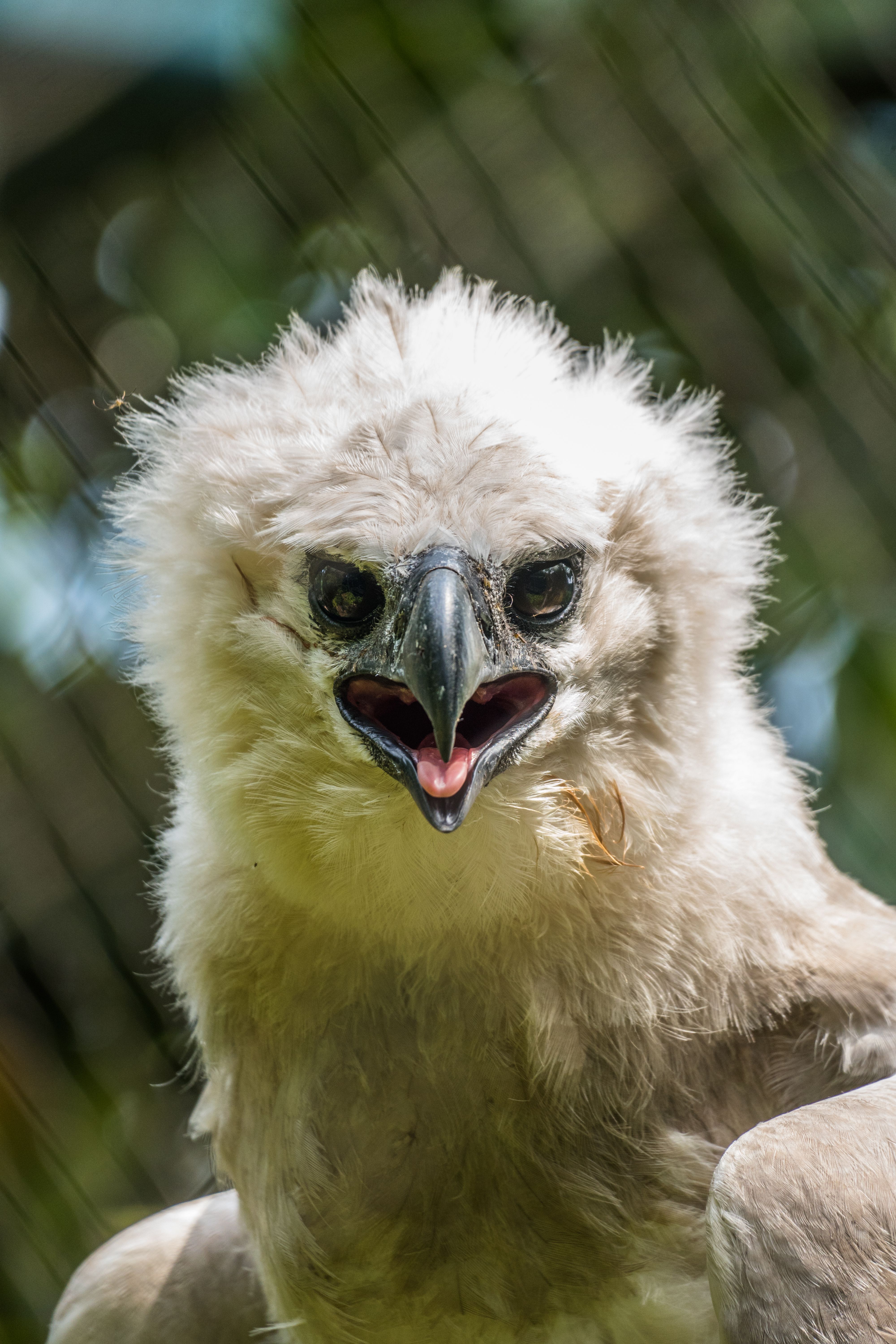 Harpy Eagle Photos, Download The BEST Free Harpy Eagle Stock Photos ...