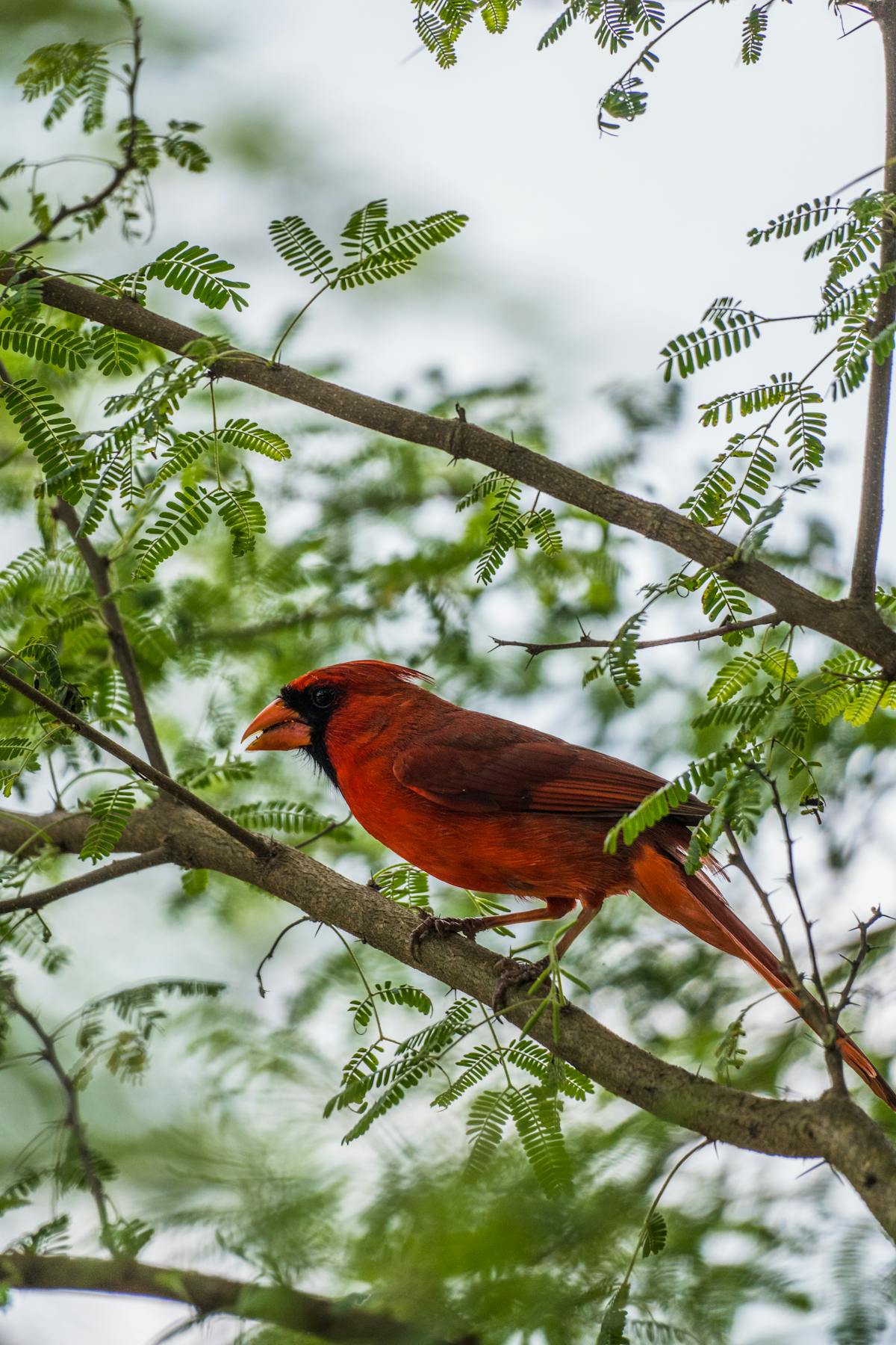 Cardinal Bird Photos, Download The BEST Free Cardinal Bird Stock Photos ...