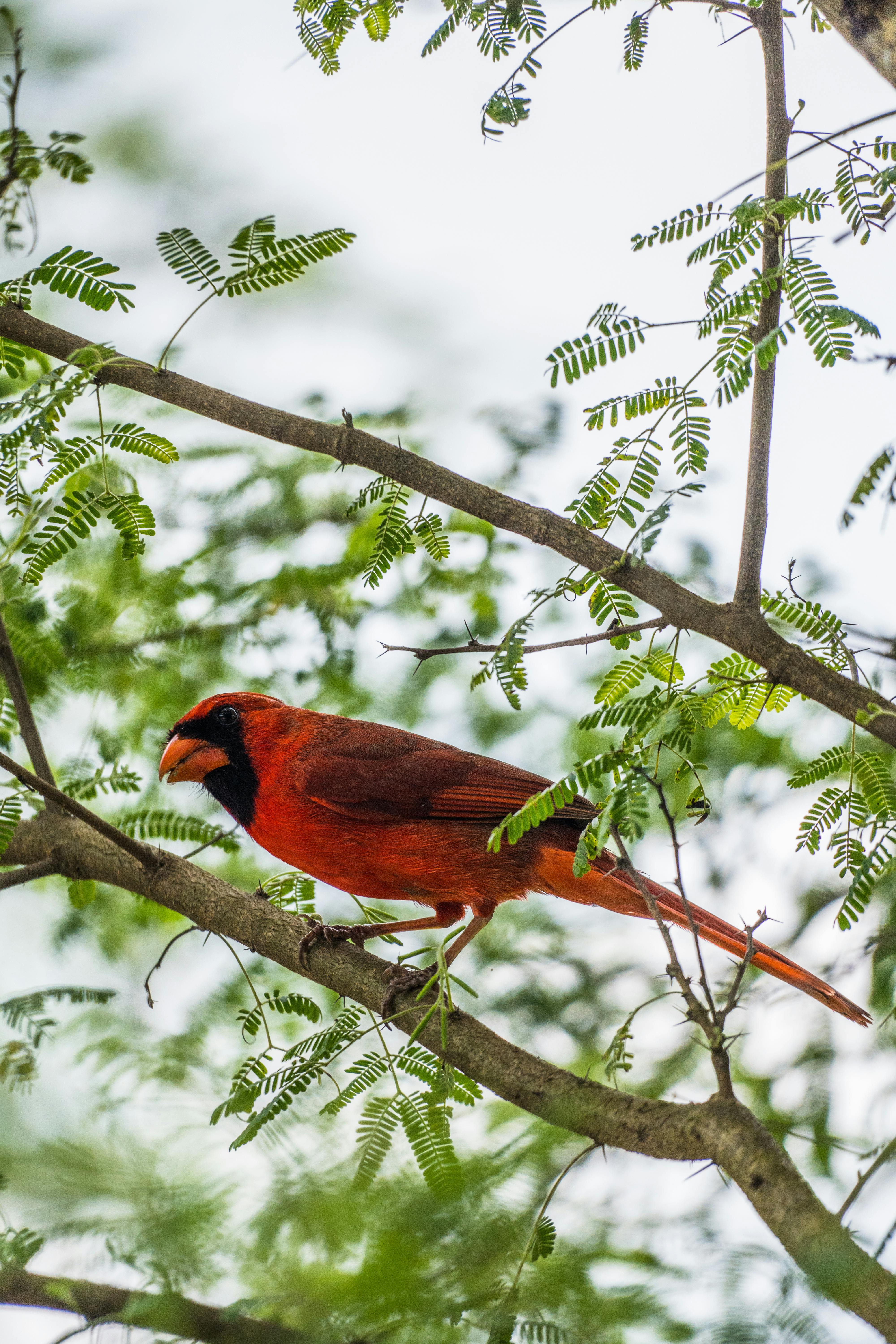 Northern Cardinal Bird on Tree · Free Stock Photo
