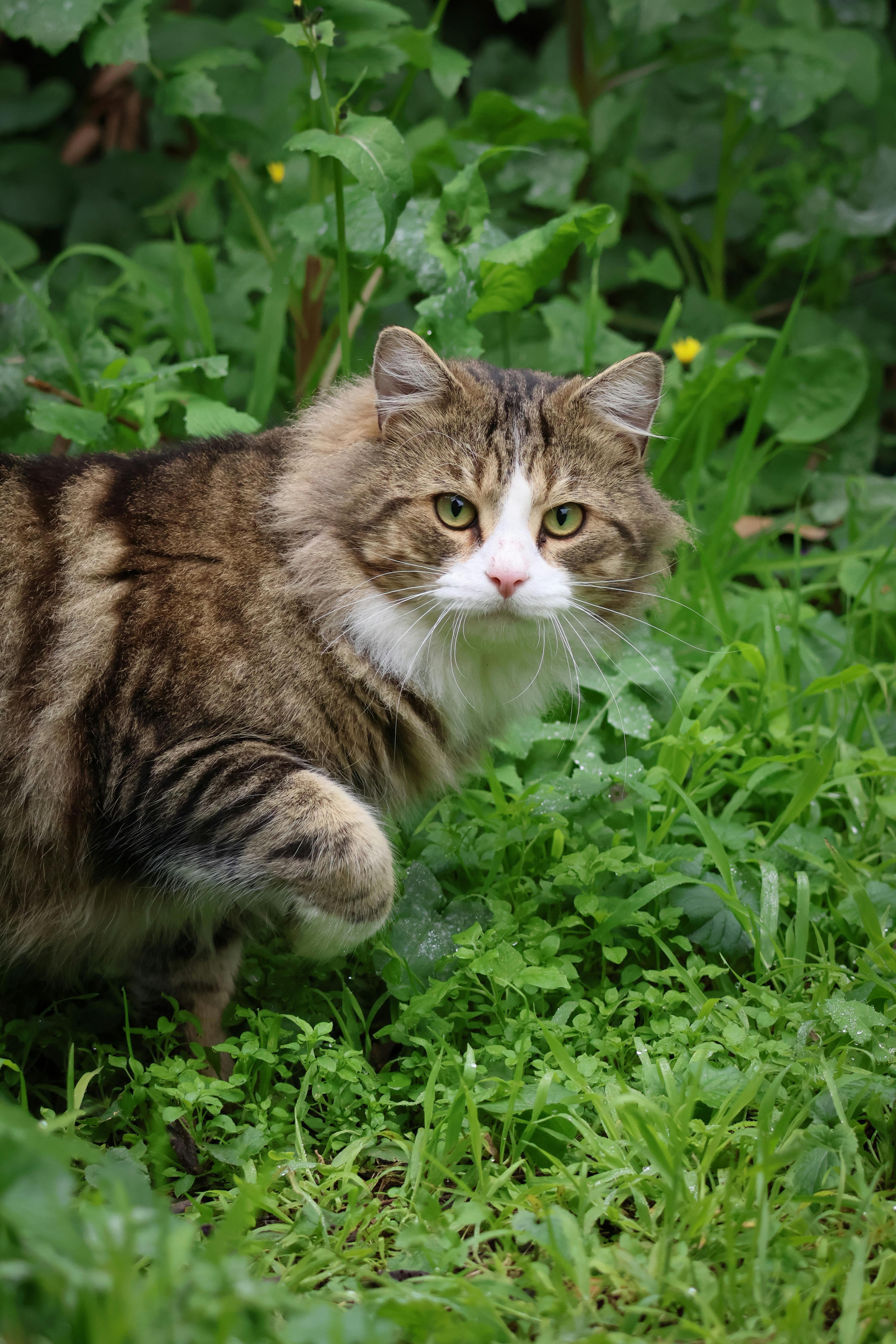 Sneaky Photos, Download The BEST Free Sneaky Stock Photos & HD Images