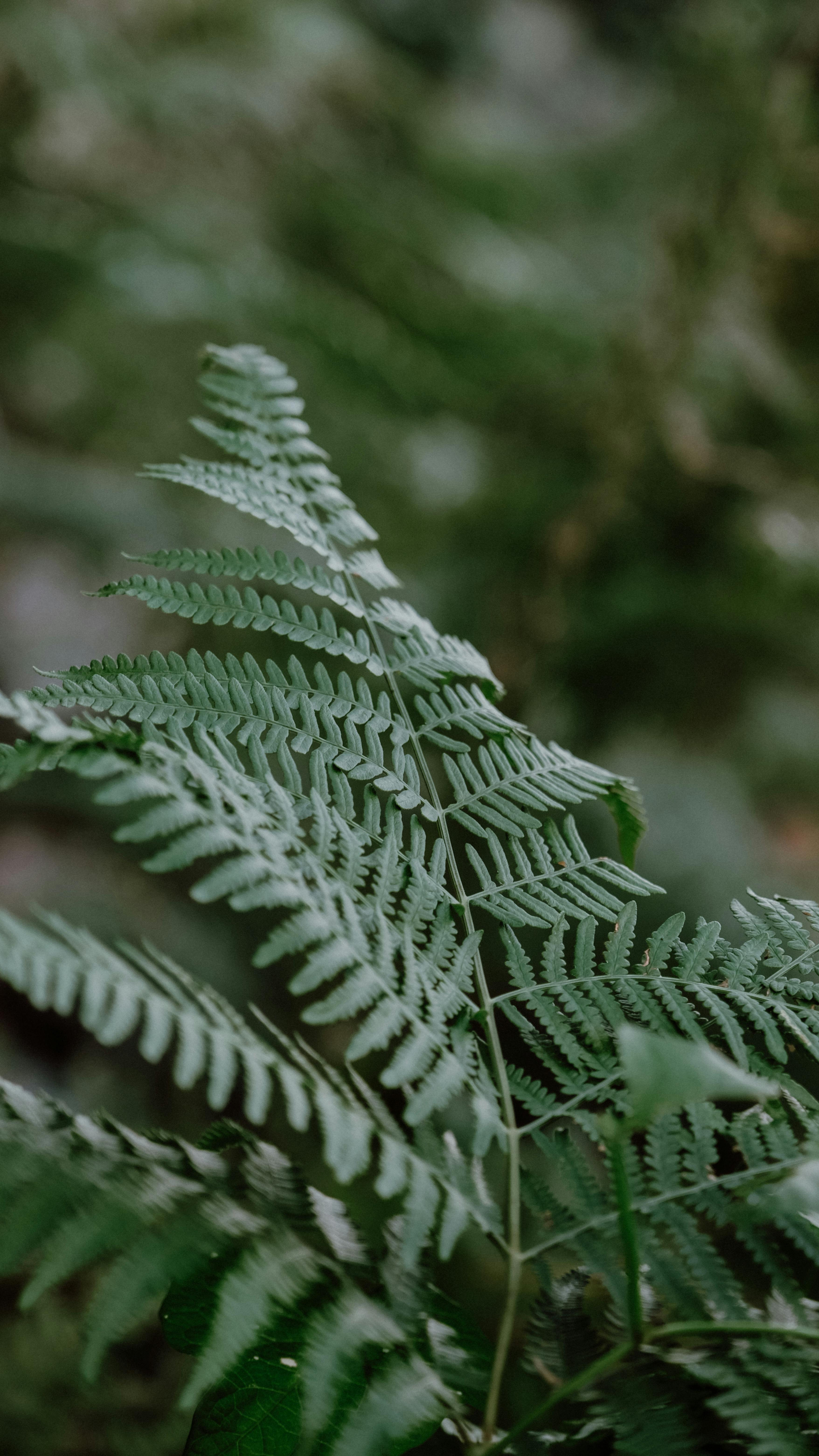Closeup of Large Fern Leaf · Free Stock Photo