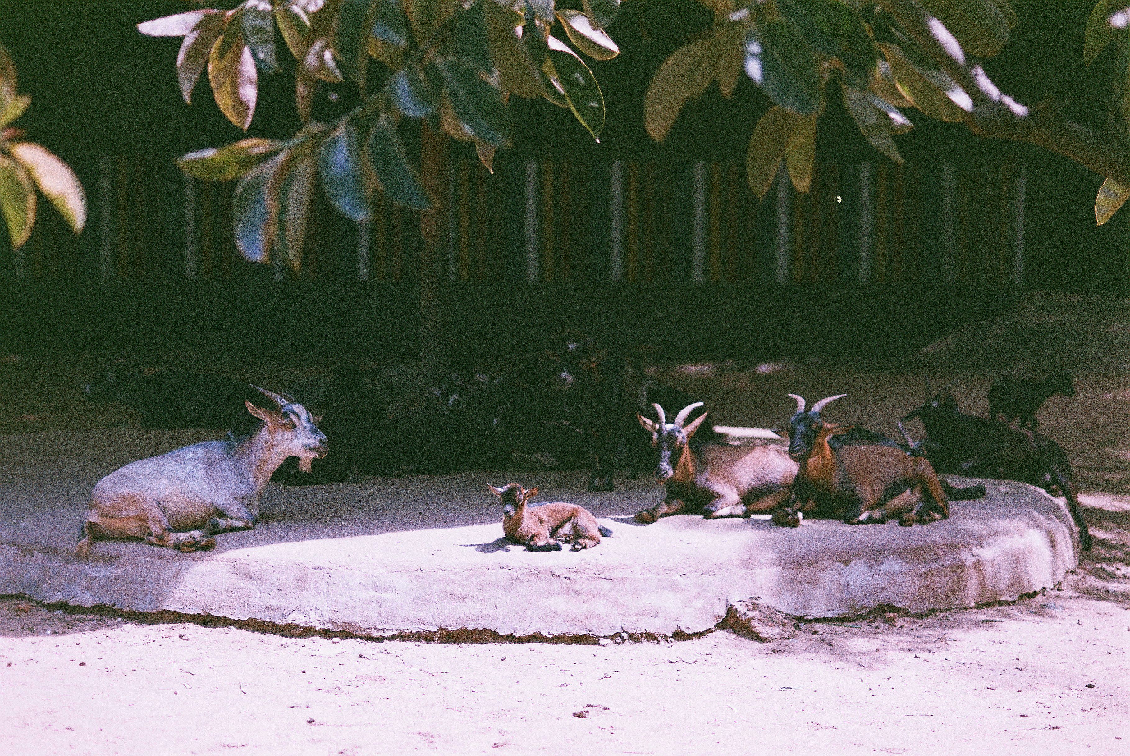 Goats in Zoo · Free Stock Photo