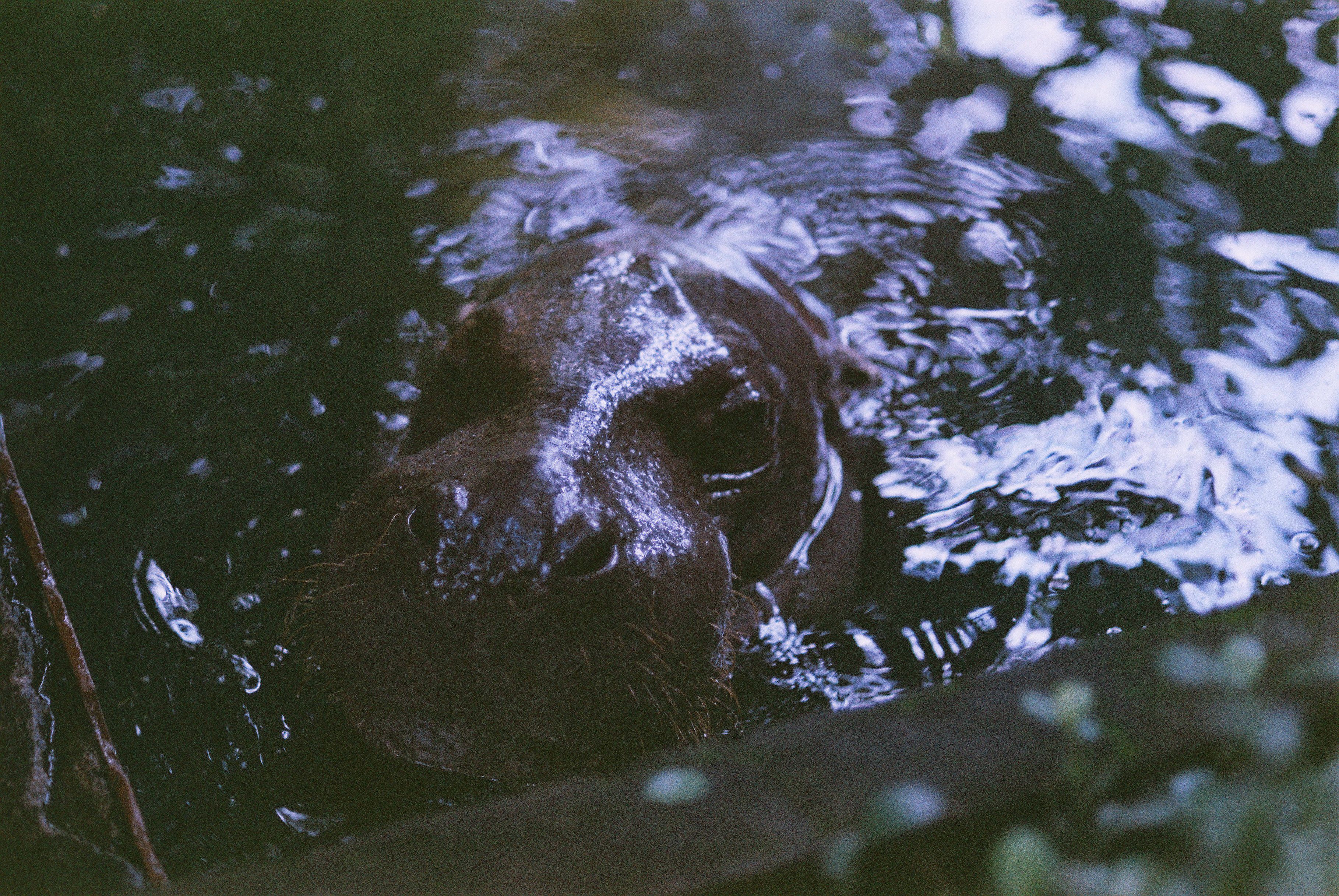 A large animal swimming in water · Free Stock Photo