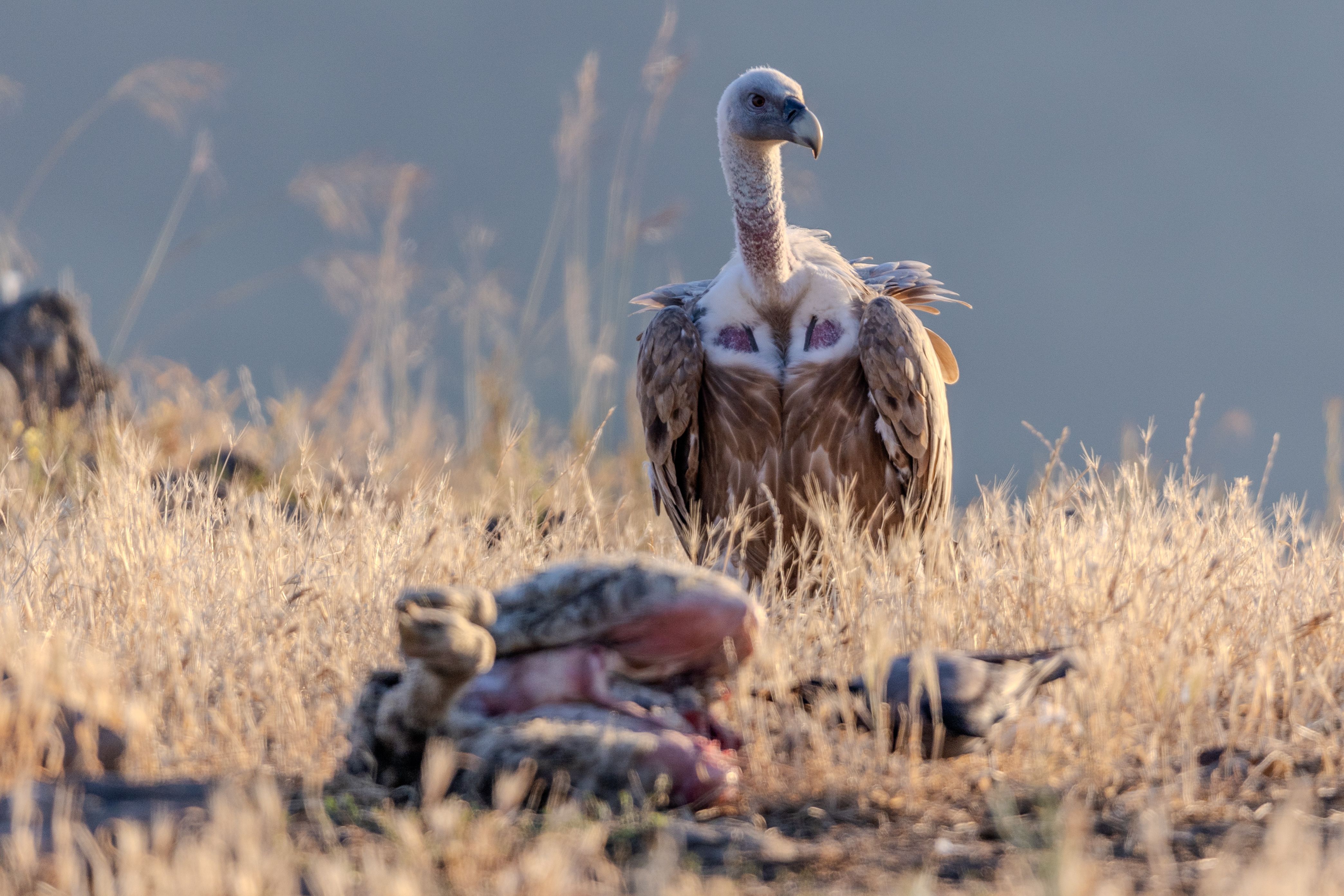 Vulture in Nature · Free Stock Photo