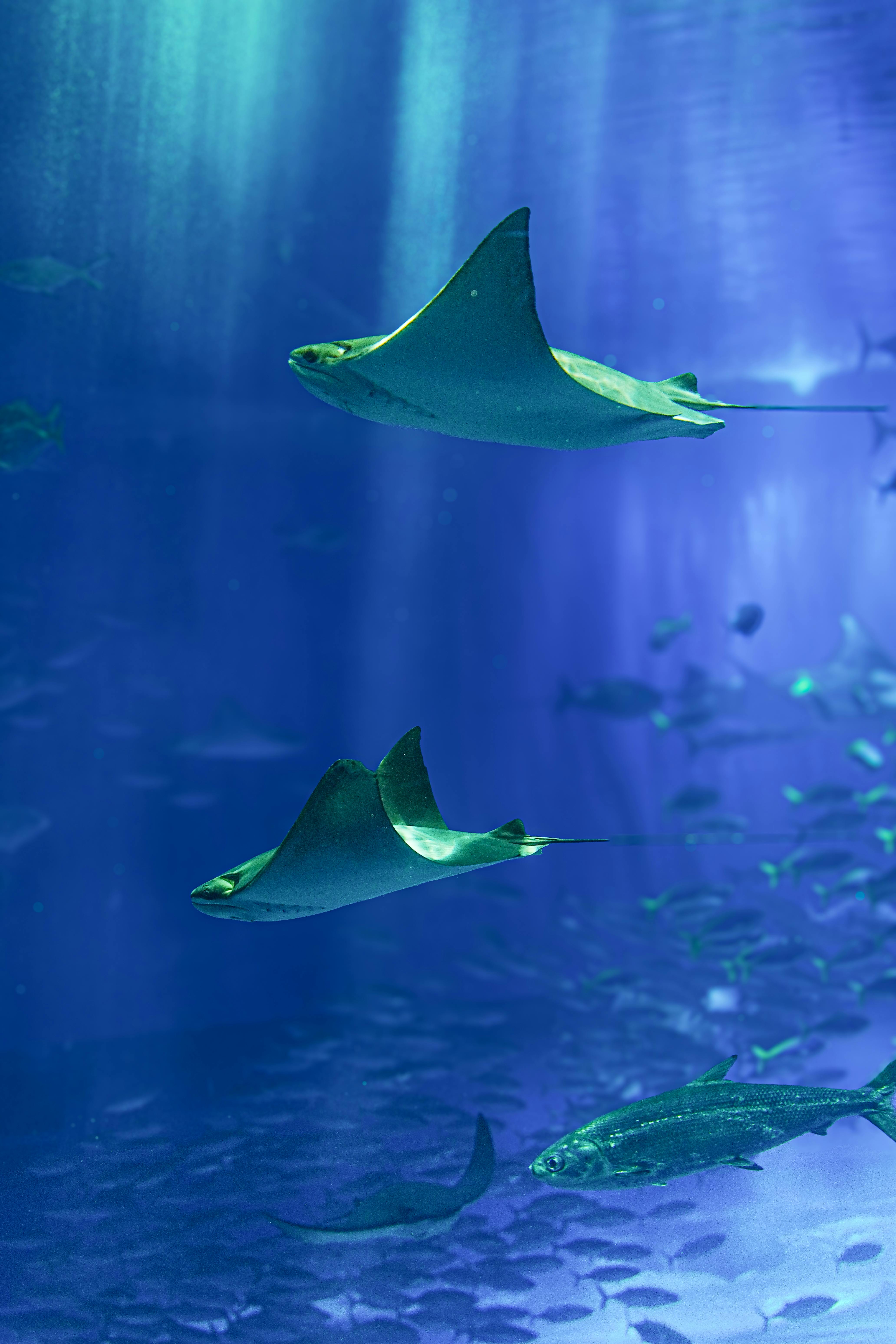 Photo gratuite de abysses, aquarium, aquatique, asie, beauté naturelle ...