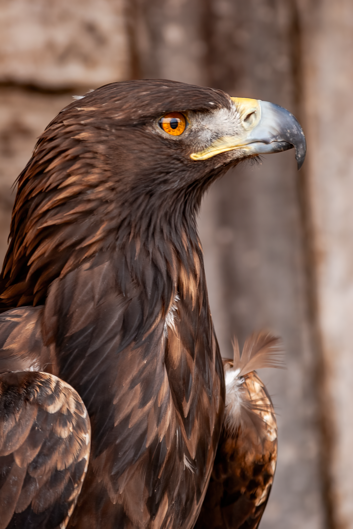 100.000+ Foto Burung Garuda Terbaik · Unduh Gratis 100% · Foto Stok Pexels