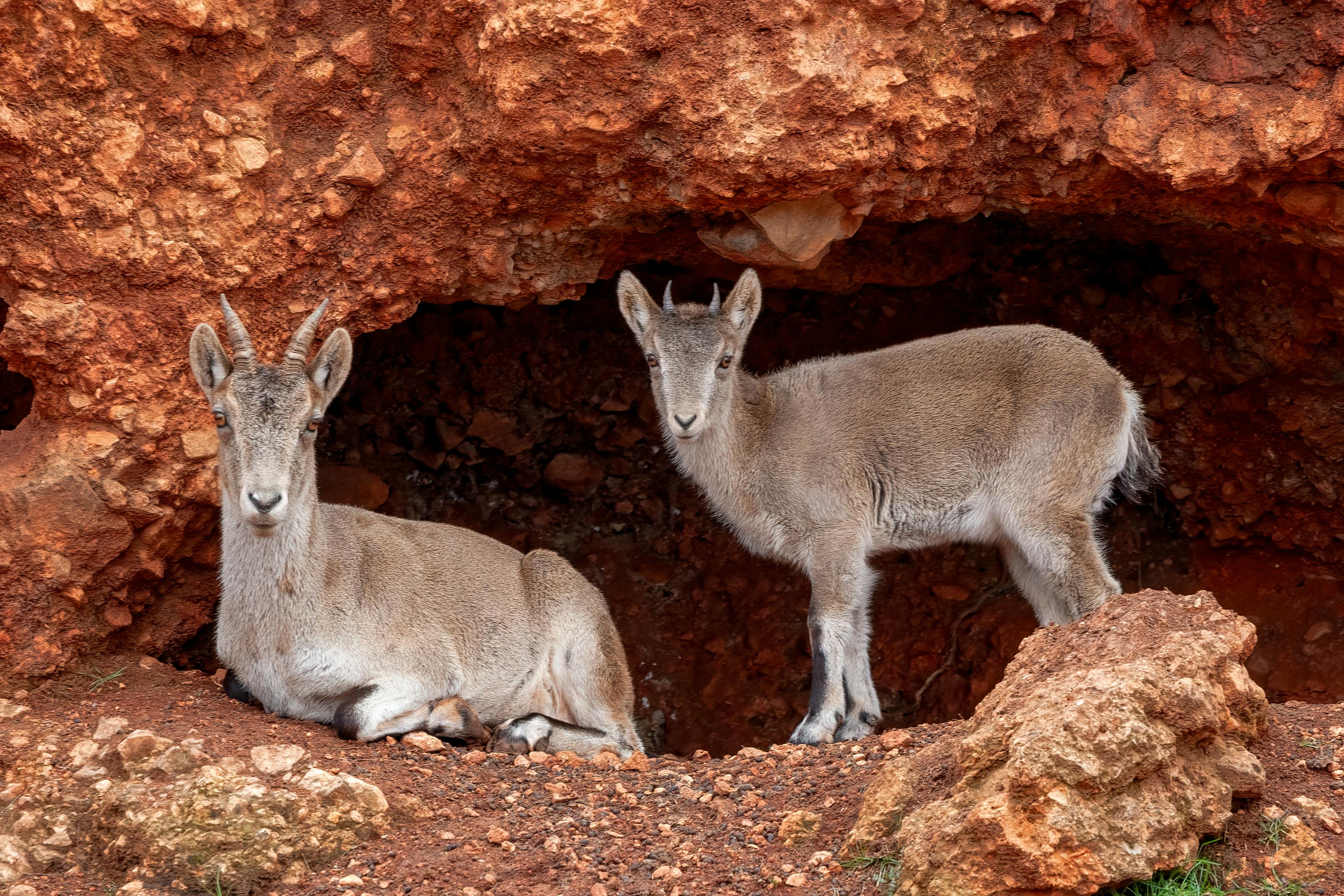Two goats are sitting in a cave · Free Stock Photo