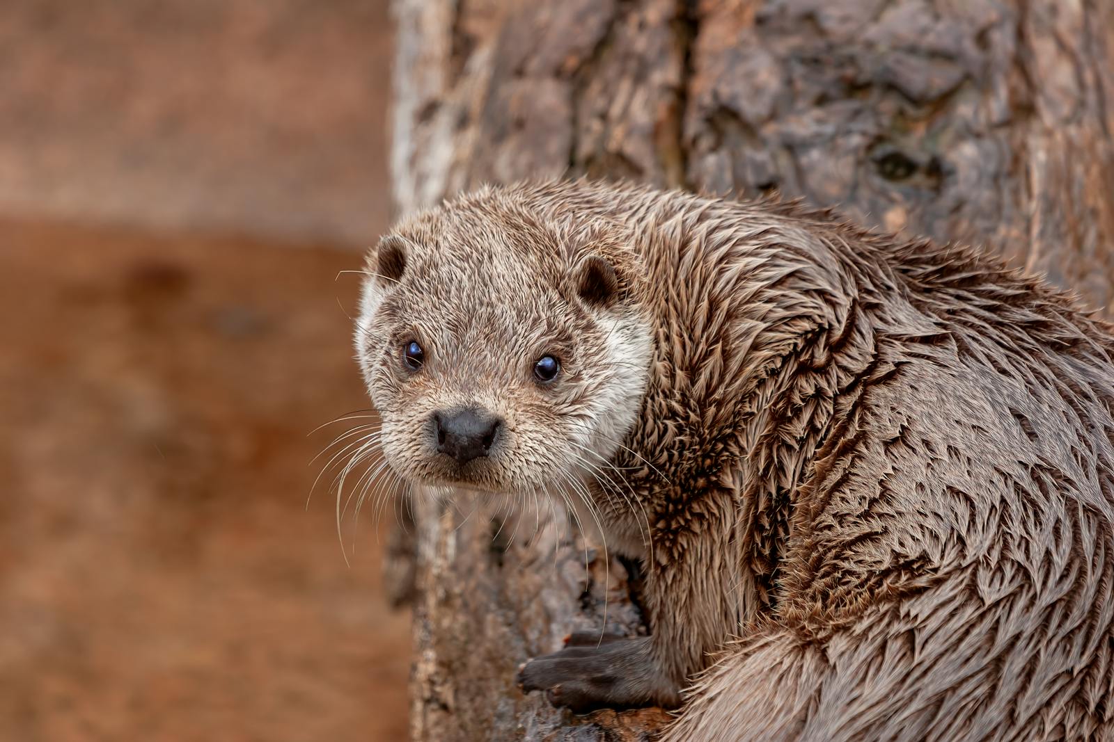 Otter Photos, Download The BEST Free Otter Stock Photos & HD Images