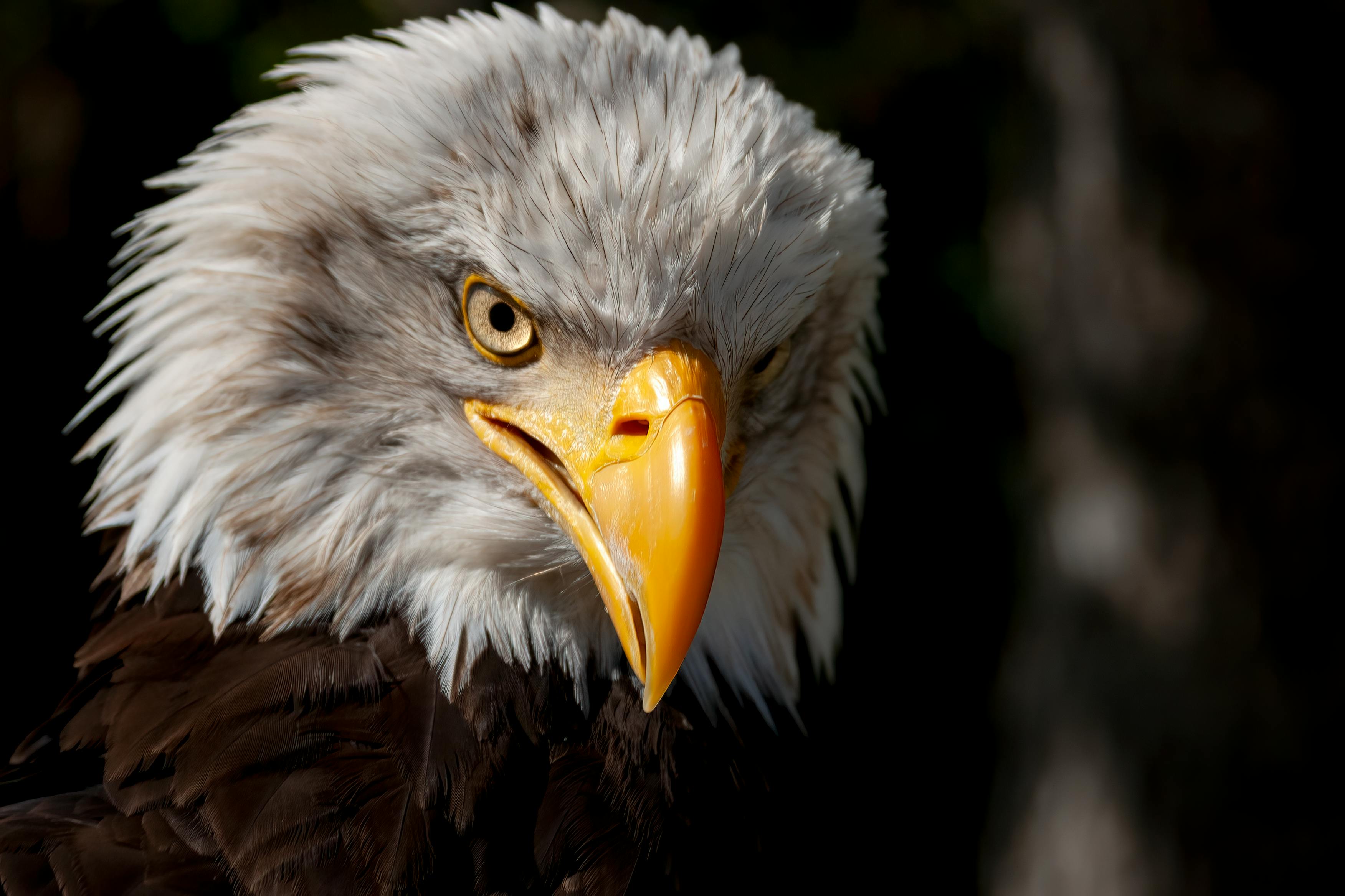 Head of Bald Eagle · Free Stock Photo