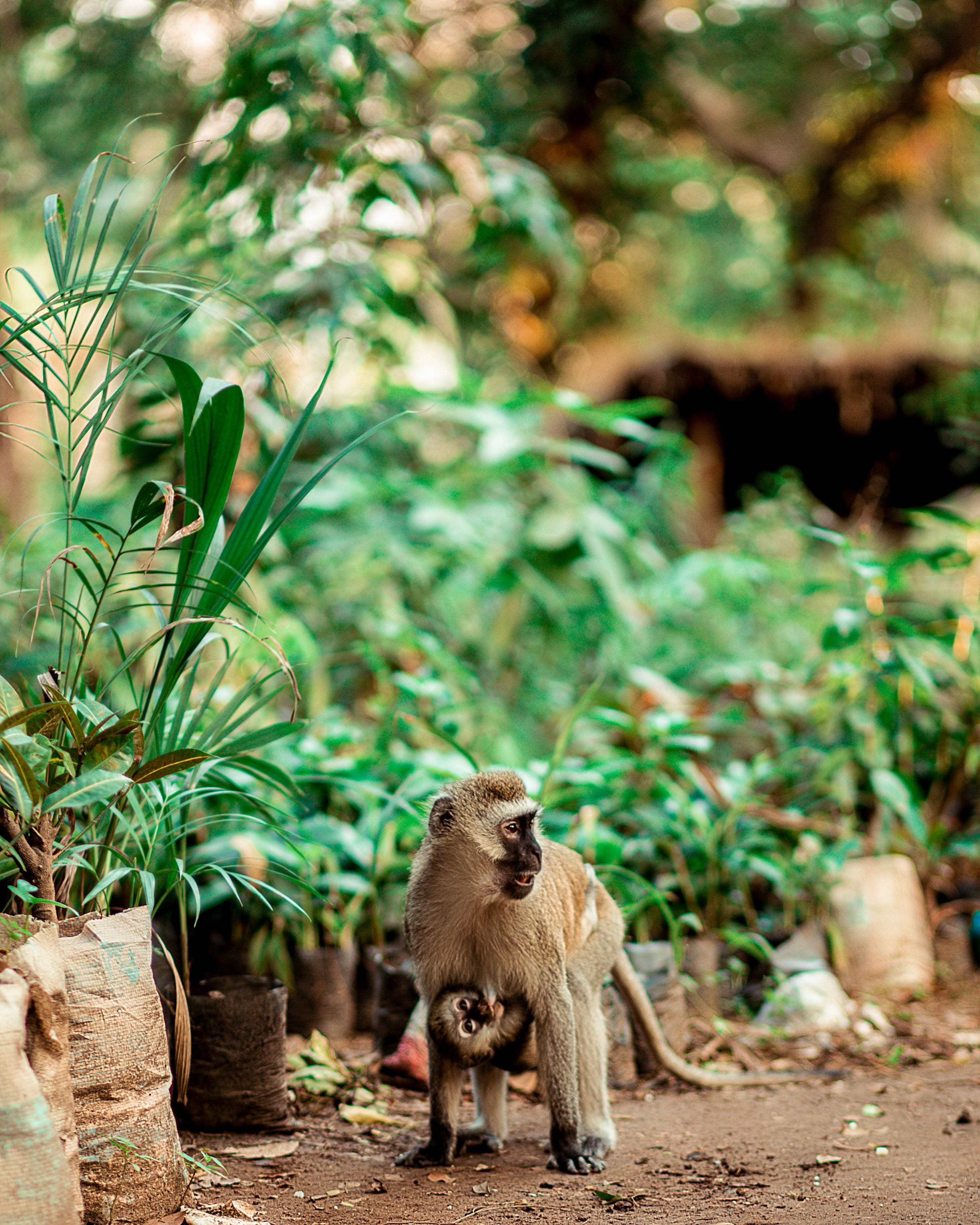 Monkey Among Tropical Plants · Free Stock Photo
