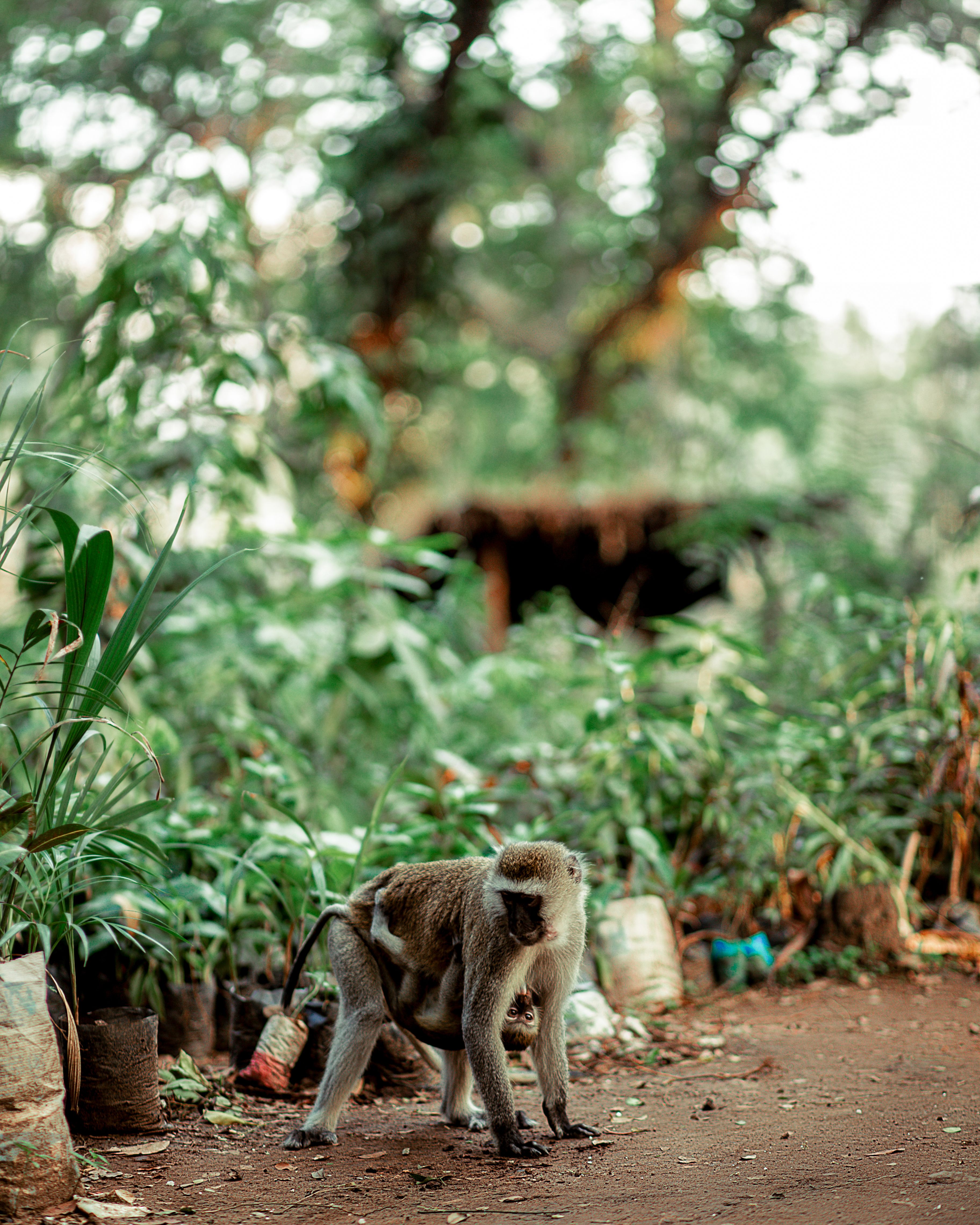 Monkey Among Shrubs · Free Stock Photo