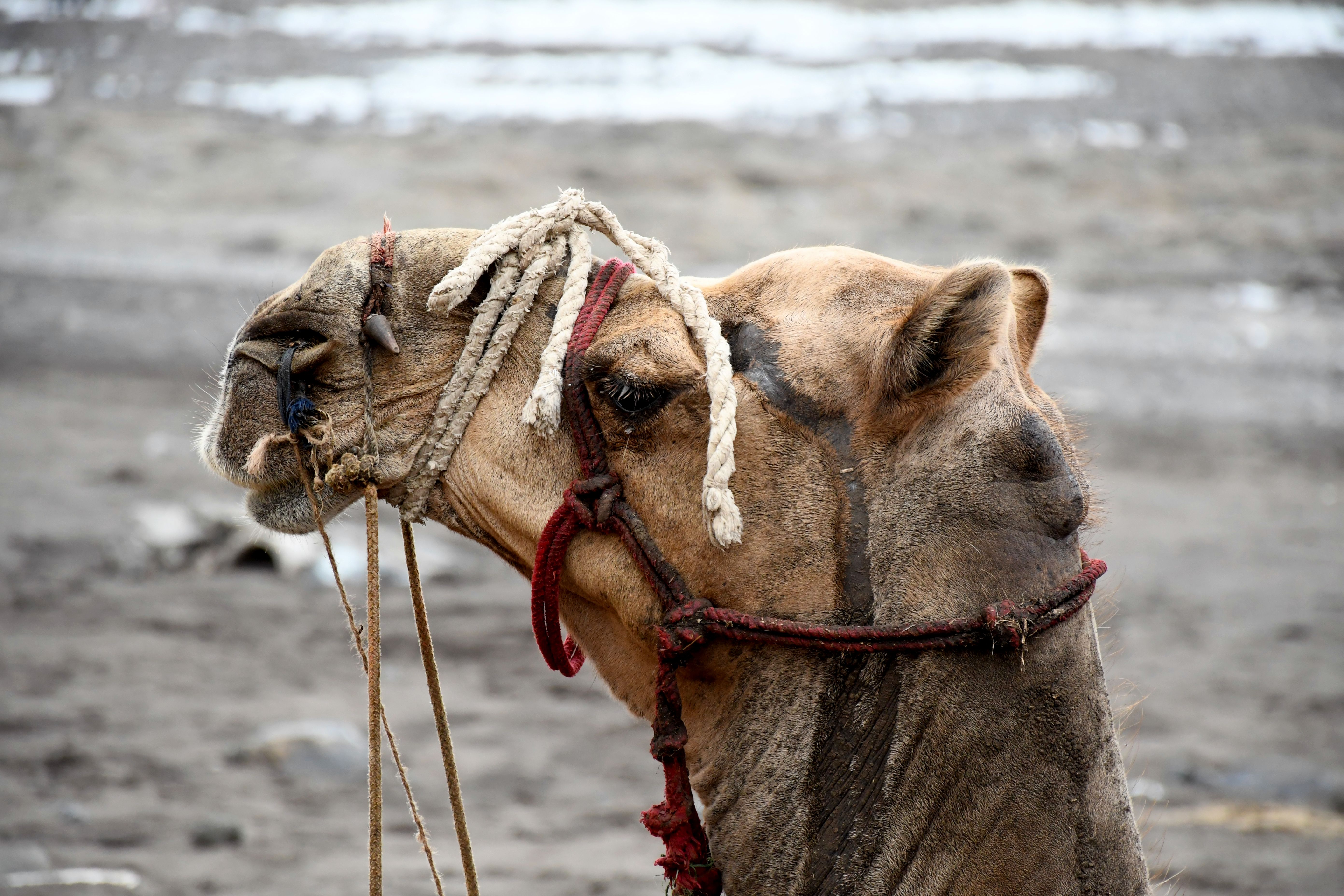 Camel Head with Harness · Free Stock Photo